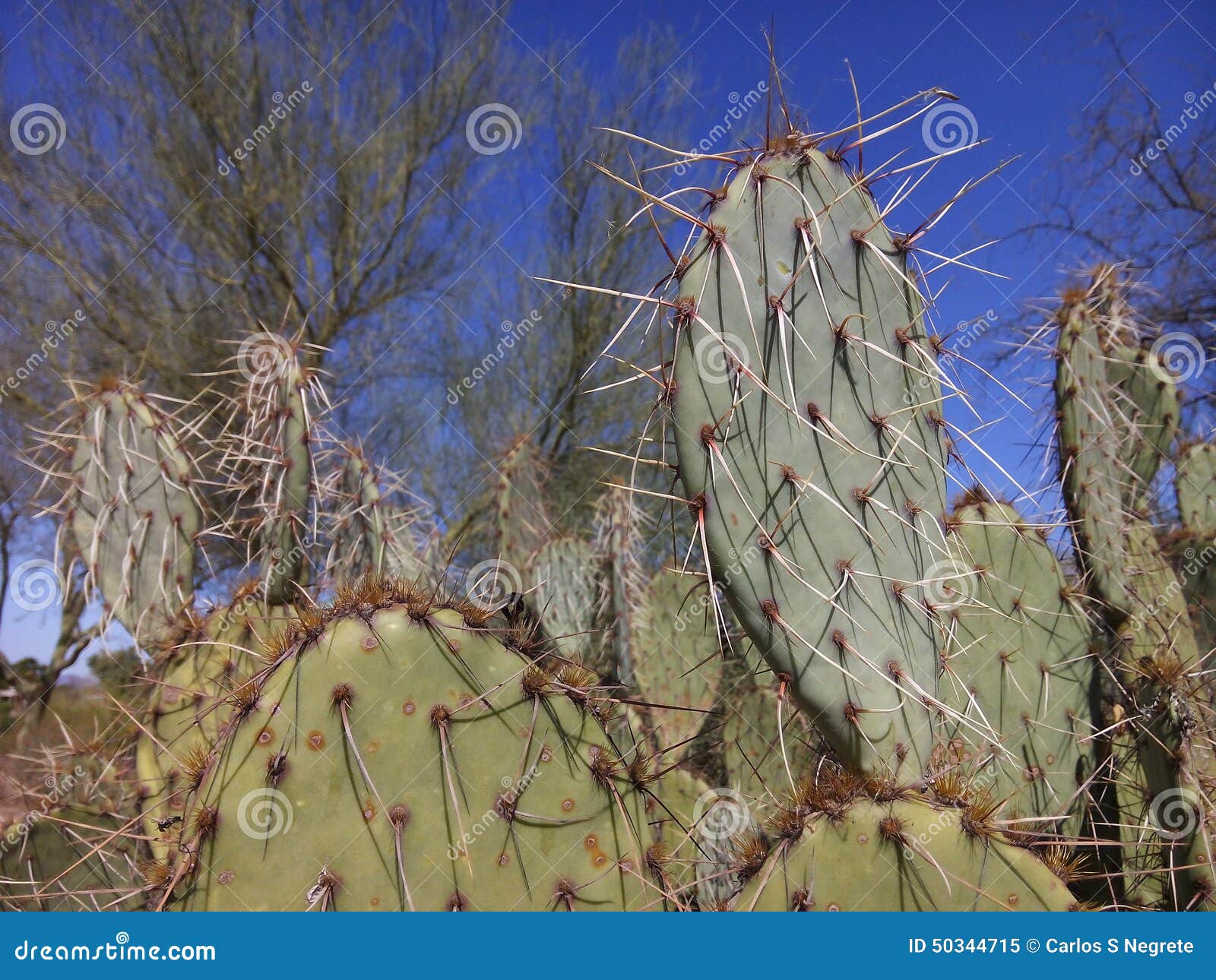 Cactus stock image. Image of desert, garden, sunlight - 50344715