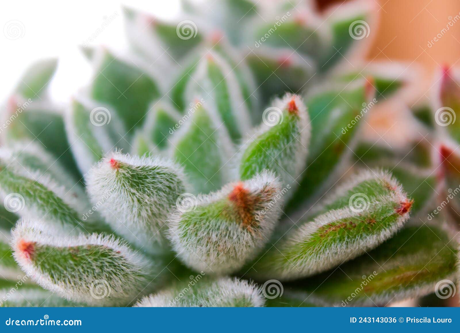 Cactus Zoomed in - Nature stock photo. Image of nature - 243143036