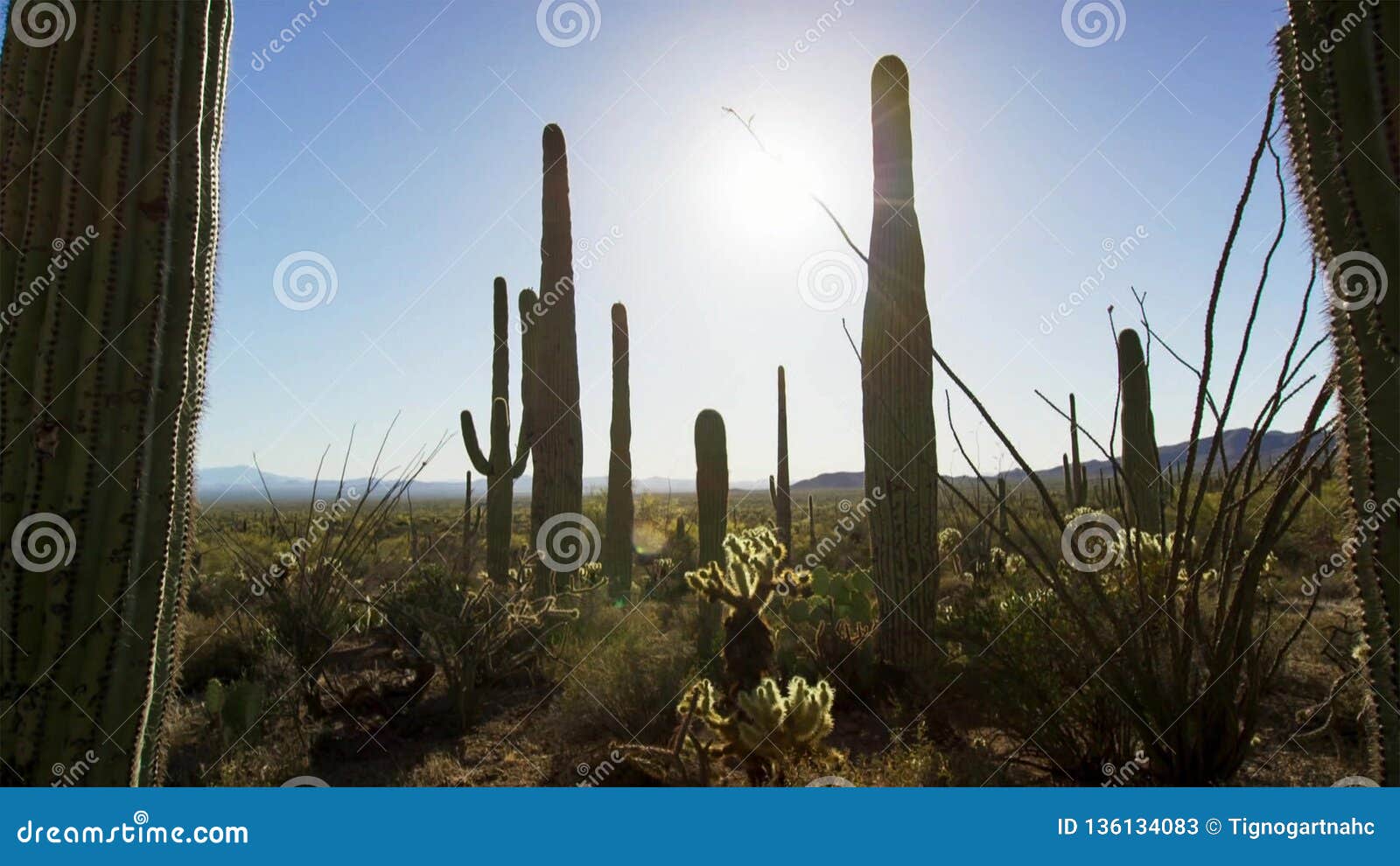 Cactusbos Met Veelvoudige Types Van Cactus in Woestijn Stock Afbeelding ...