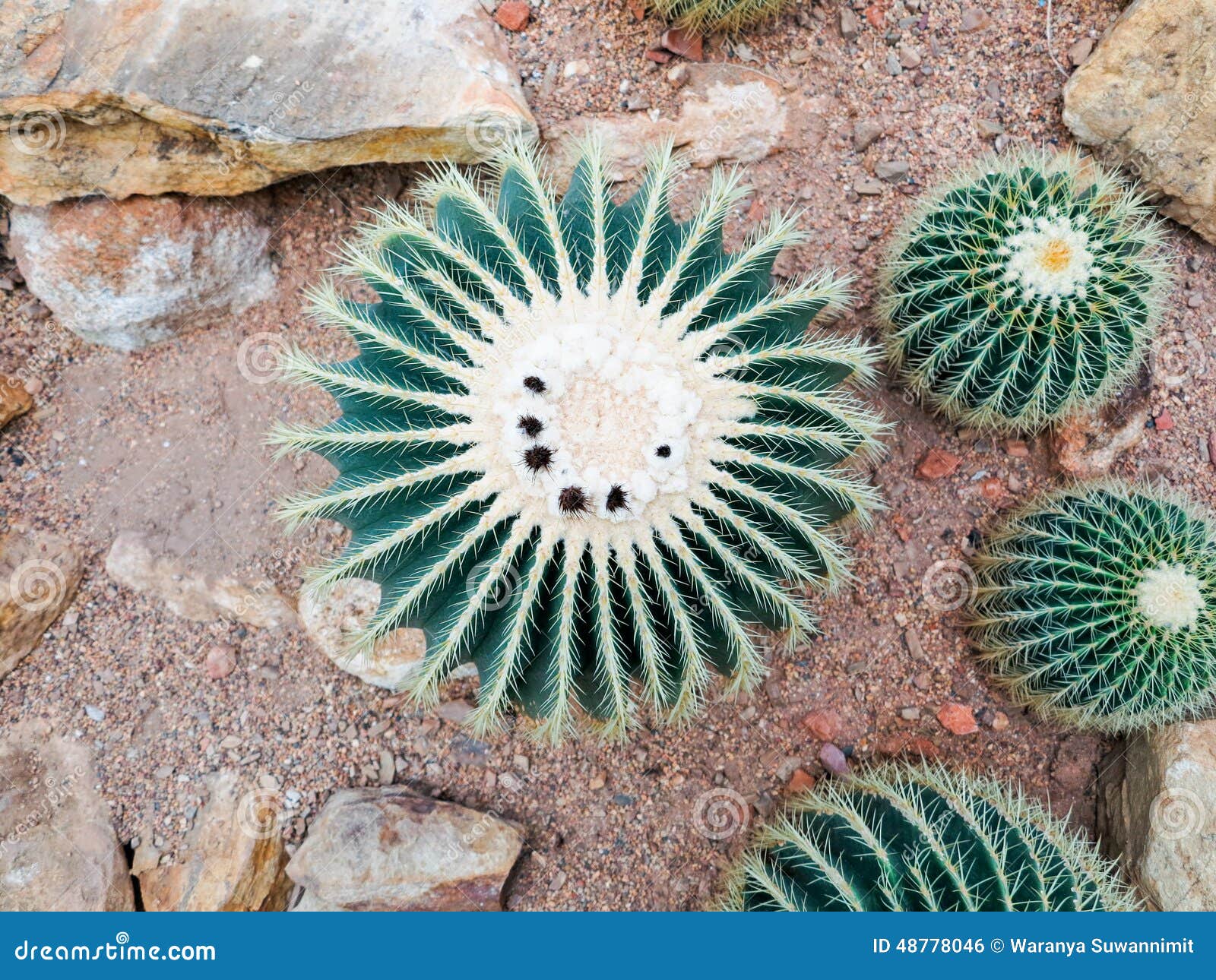 Cactuses in the garden stock photo. Image of natural - 48778046