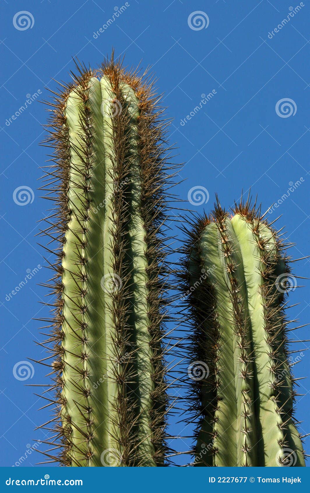 Cactuses - Mexico stock image. Image of cacti, scorch - 2227677