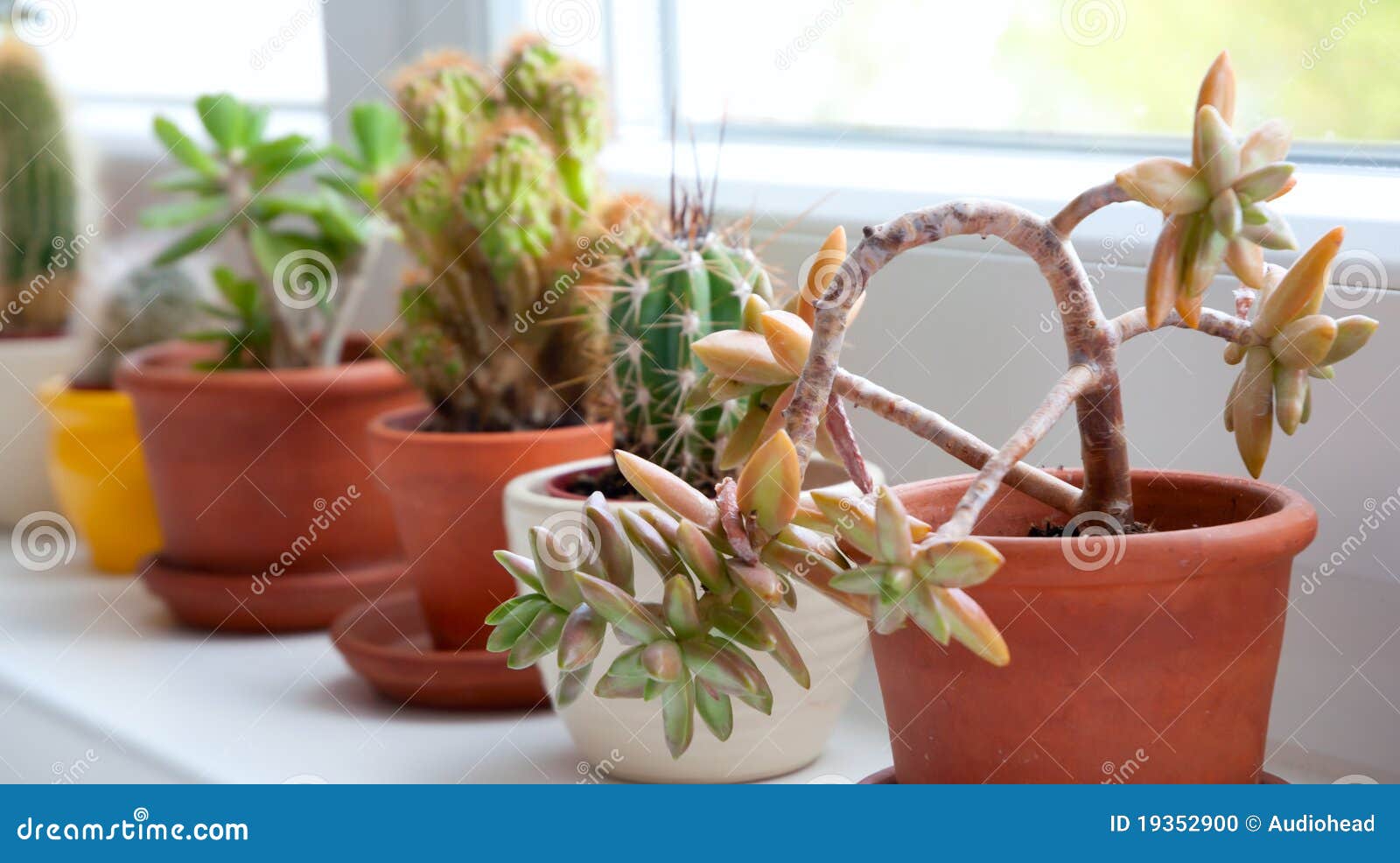 Cactuses and Succulents stock photo. Image of succulent - 19352900