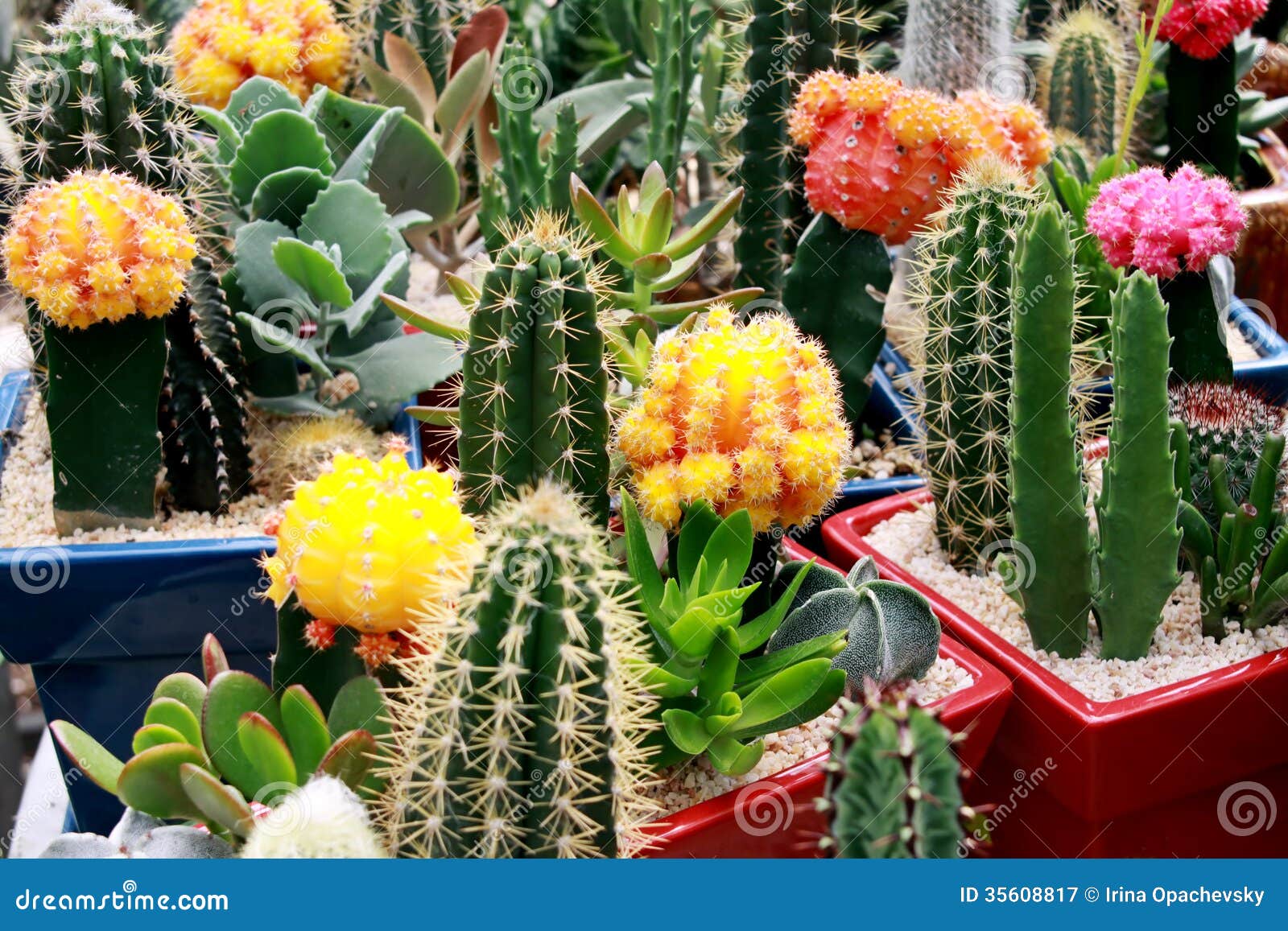 Cactuses and succulents stock image. Image of nature - 35608817