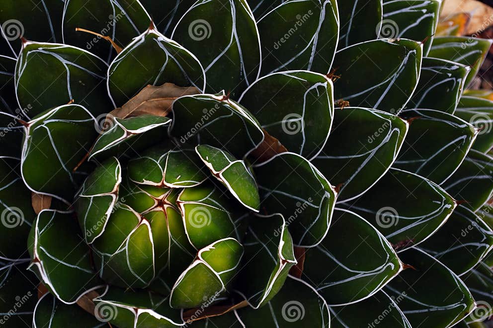 Cactusinstallatie in De Woestijn Van Mexico Stock Afbeelding - Image of ...