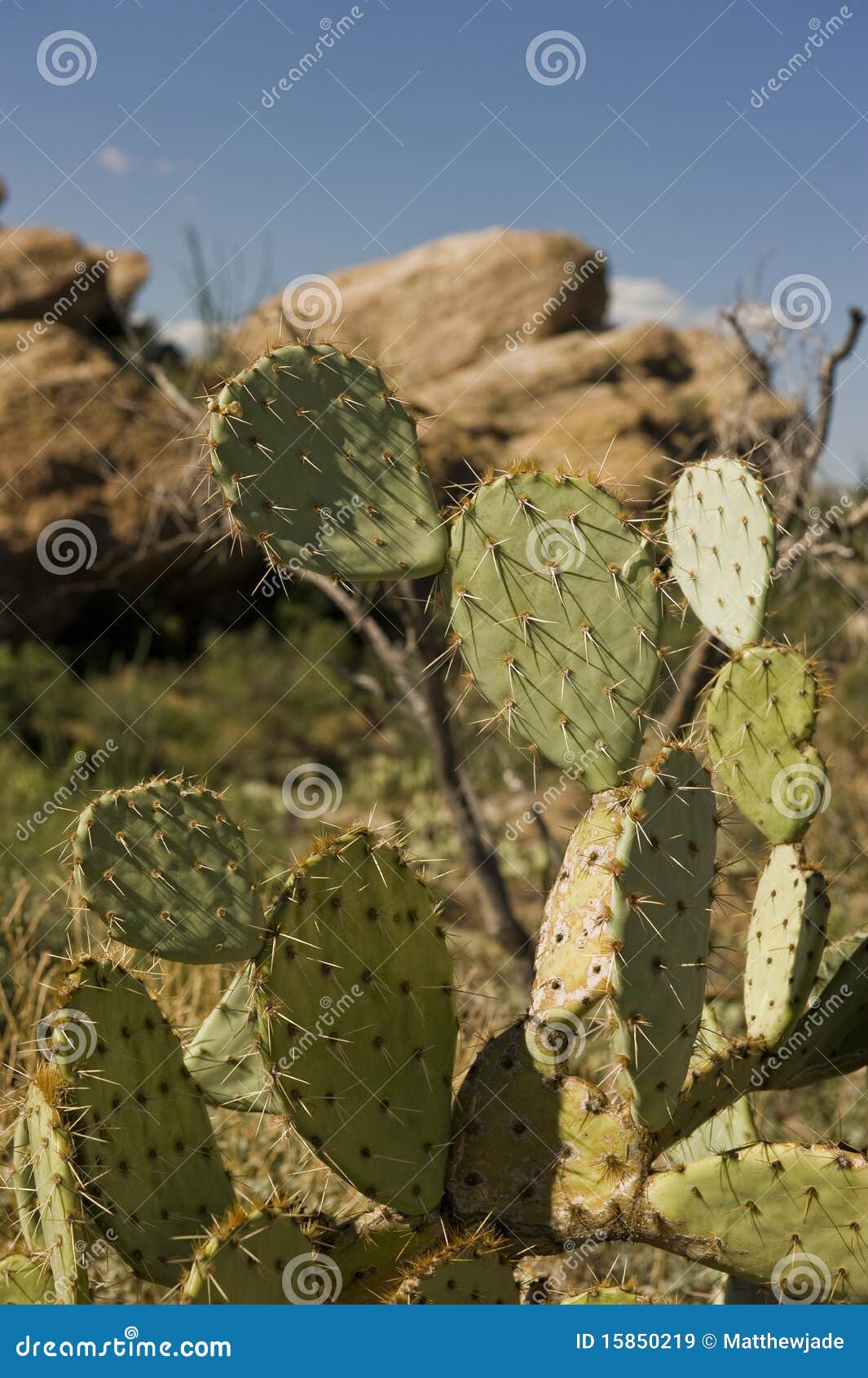 Cactussen in De Woestijn Sonoran Stock Afbeelding - Image of woestijn ...