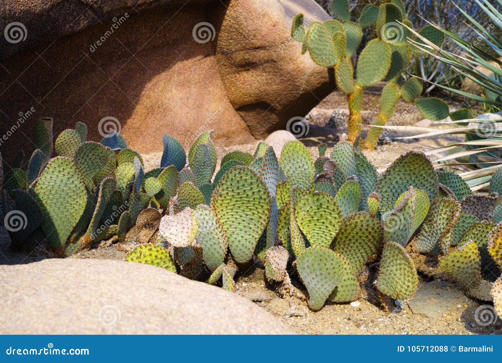 Cactussen in De Woestijn Van Noord-Amerika Stock Foto - Image of ...