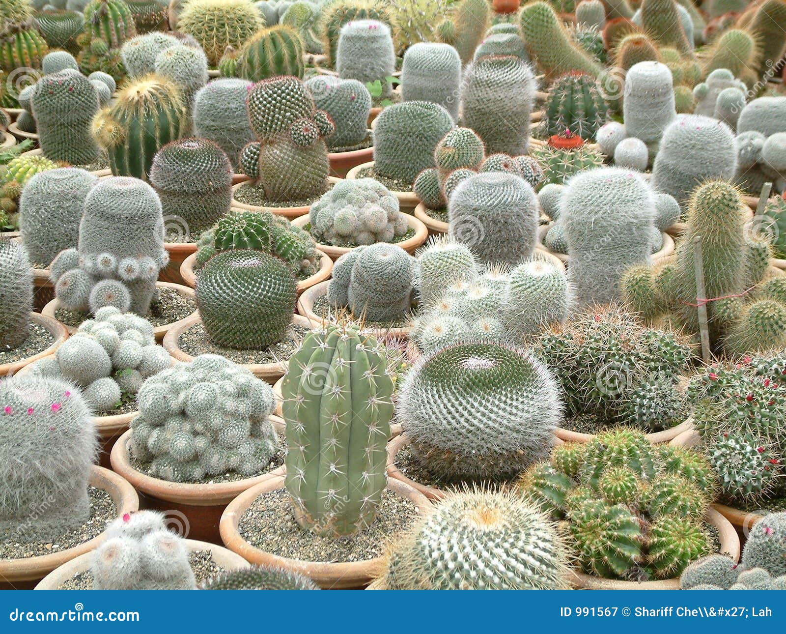 Cactussen Galore stock afbeelding. Image of openlucht, milieu - 991567