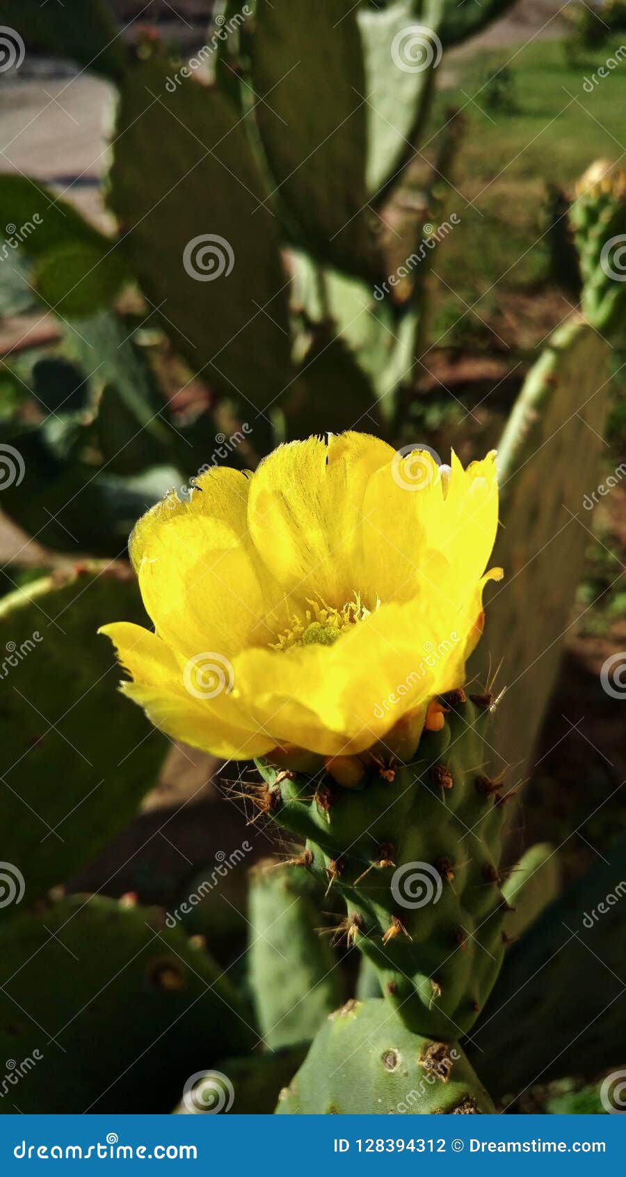 Cada Nopal Lo Tiene Las Espinas Del ` S Foto de archivo - Imagen de ...