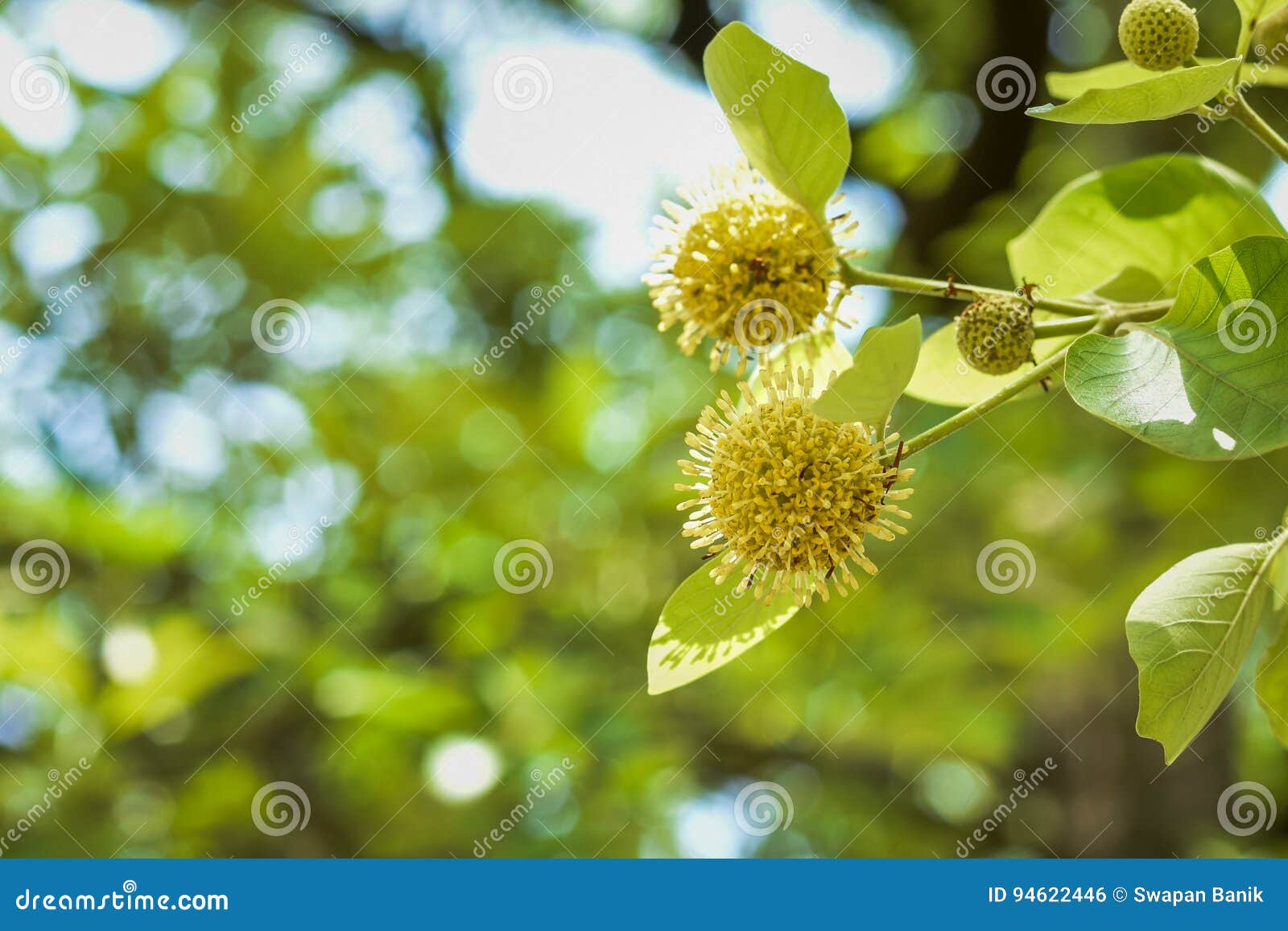 Cadamba Flower stock photo. Image of foliage, kodom, petal - 94622446