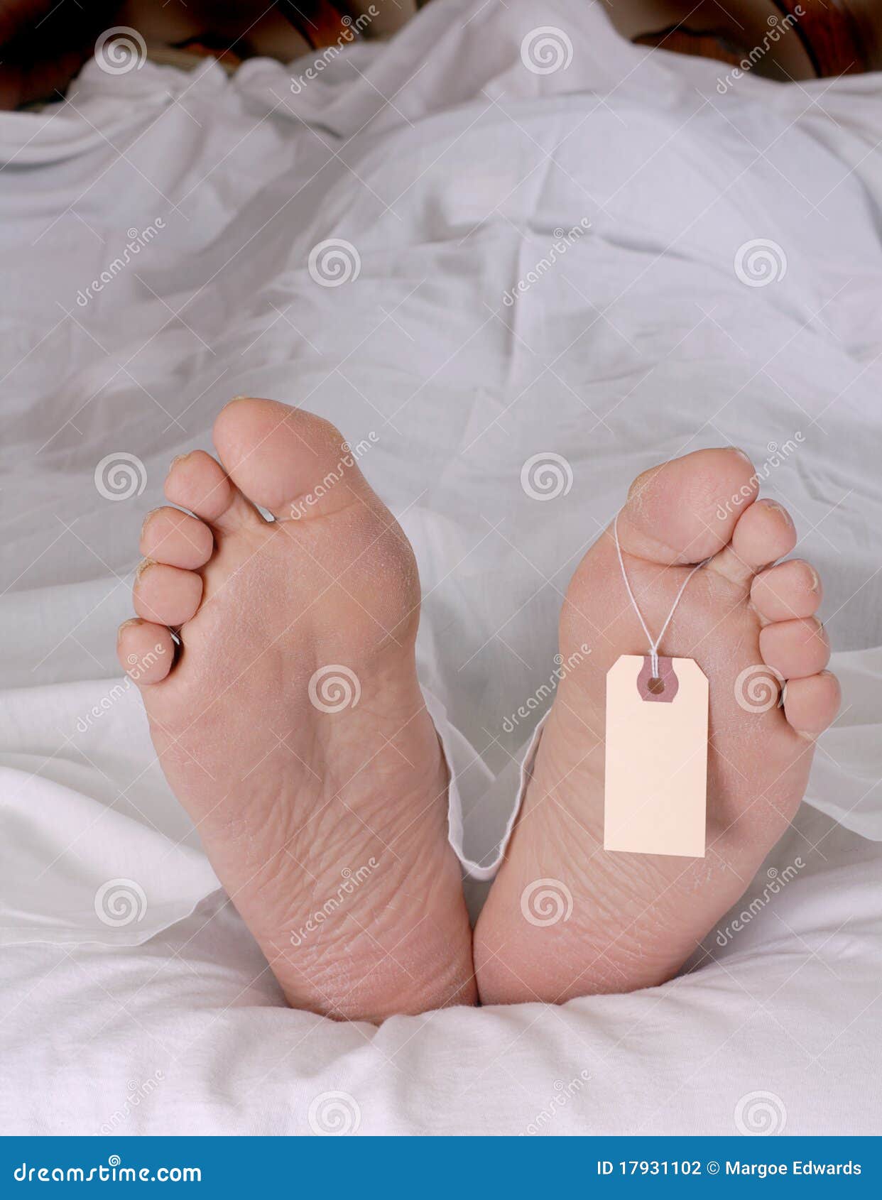 Cadaver feet stock photo. Image of death, feet, sheet - 17931102