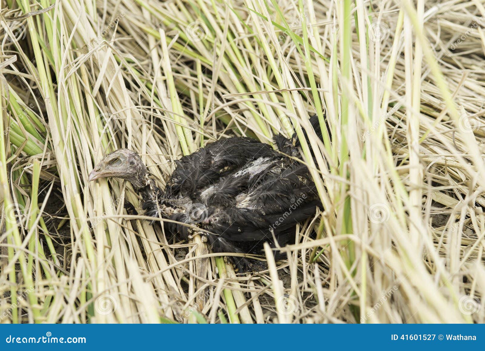 Cadavre D'oiseau Dans La Nature Image stock - Image du animal ...