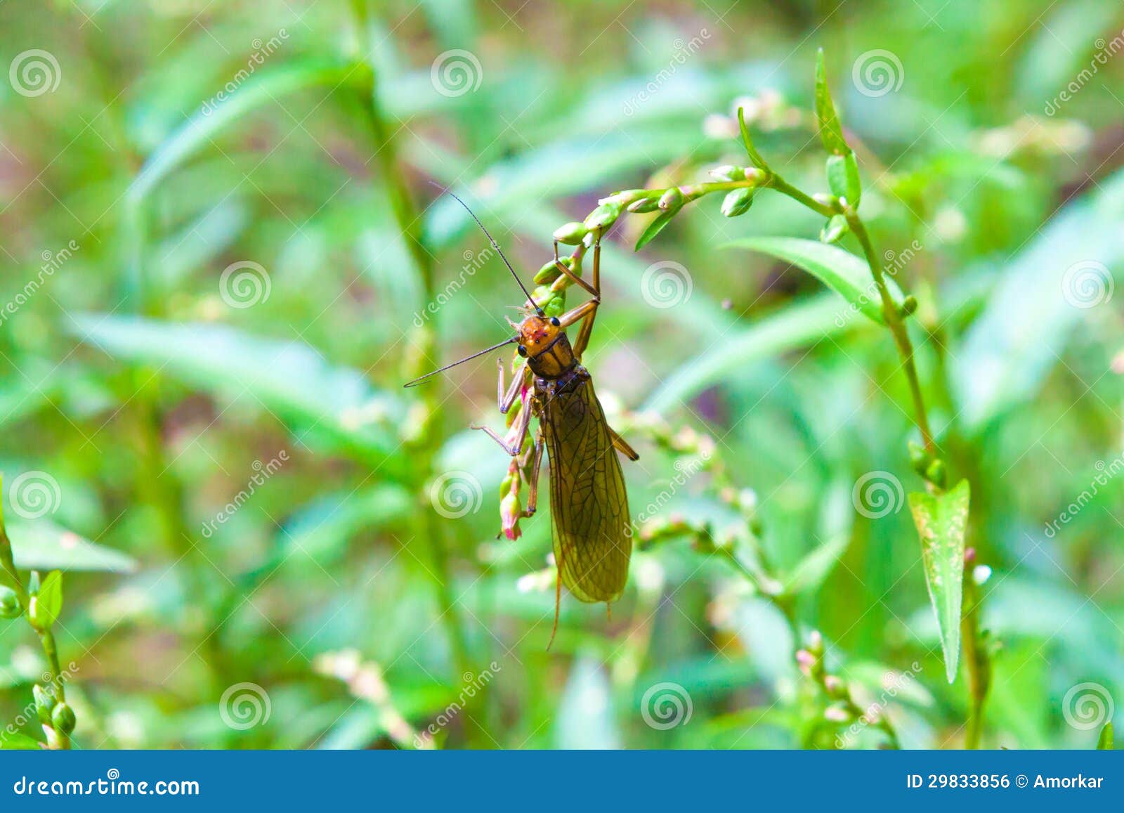 Caddis stock photo. Image of wild, macro, leaf, insects - 29833856