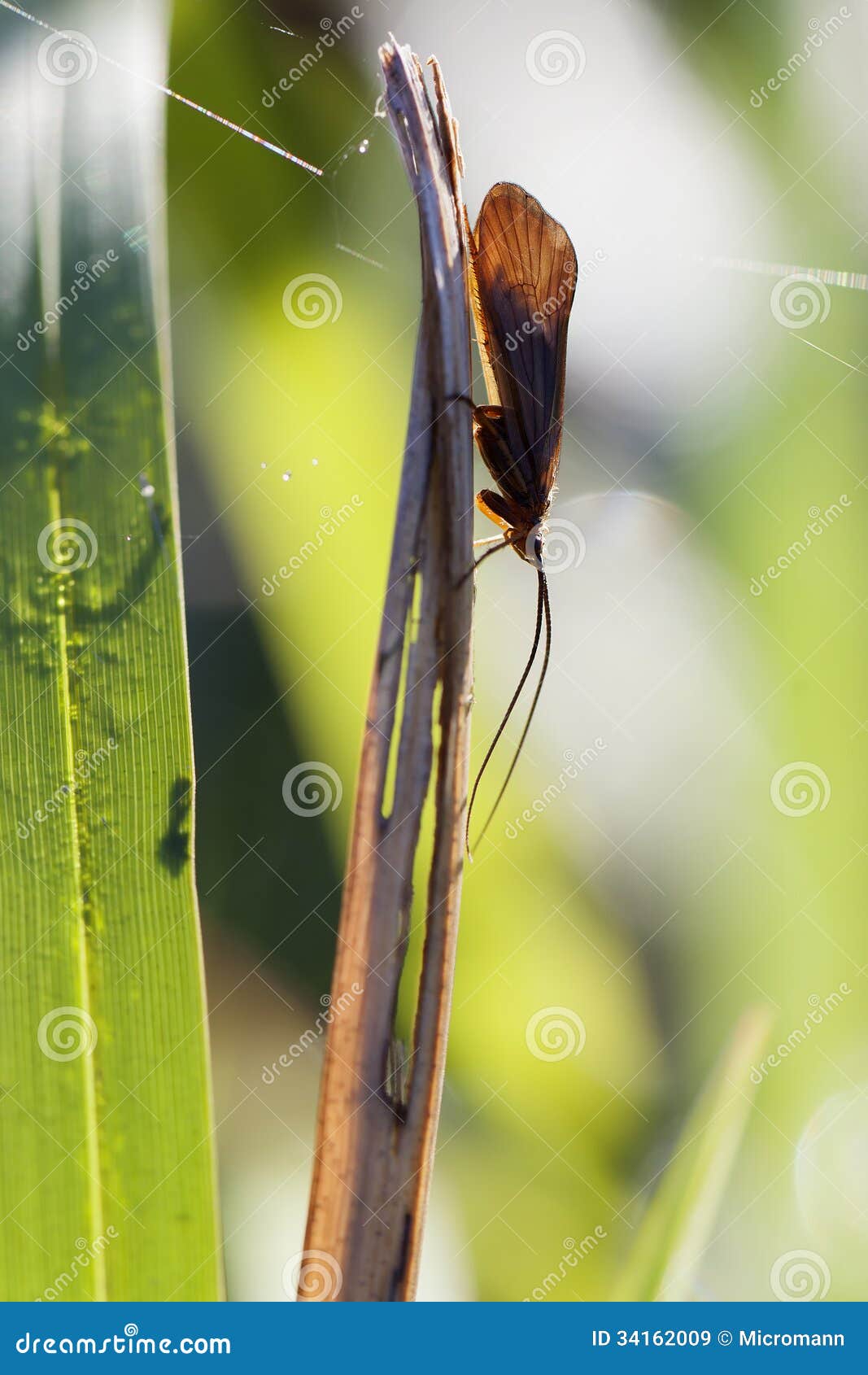 Caddis - Trichoptera stock image. Image of macro, trichoptera - 34162009