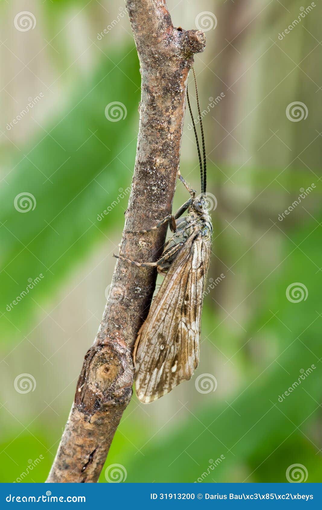 Caddisfly stock photo. Image of twig, wings, rail, wild - 31913200