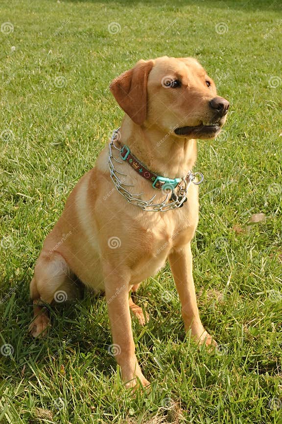 Cadela de Labrador imagem de stock. Imagem de amigo, assento - 17068263