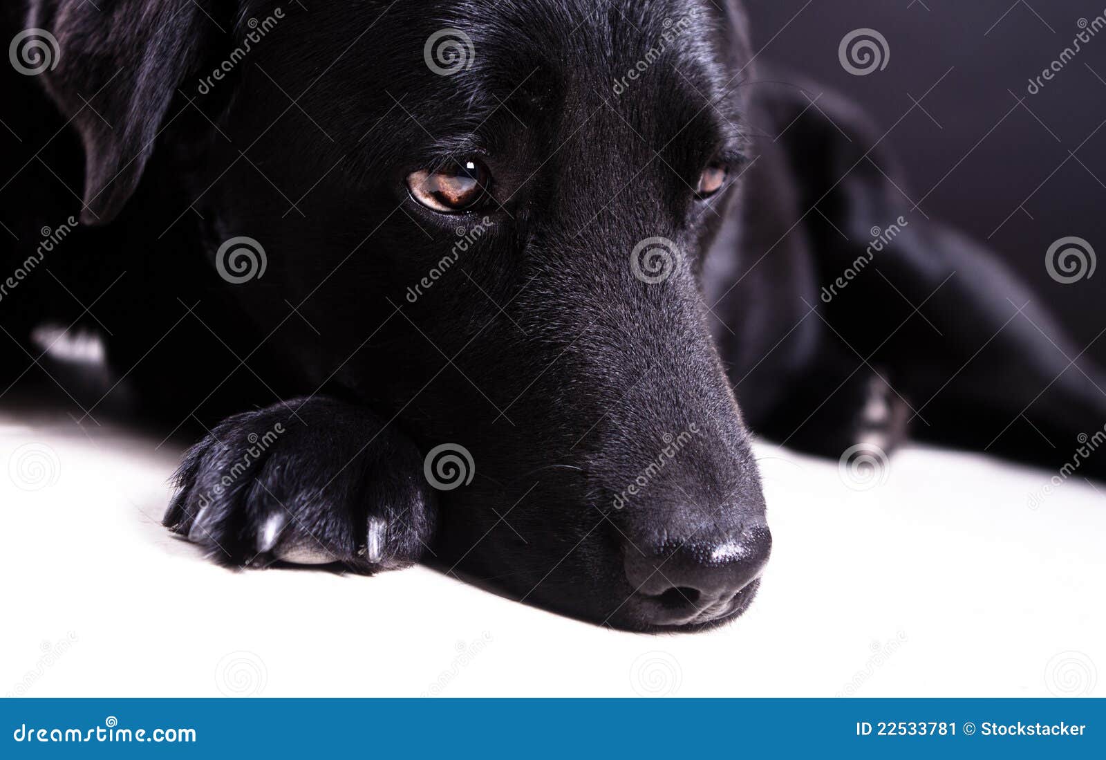 Cadela Preta De Labrador Com Olhos Marrons Imagem de Stock - Imagem de ...