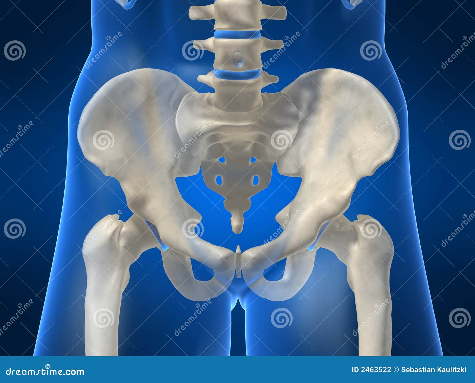 Caderas humanas stock de ilustración. Ilustración de salud - 2463522