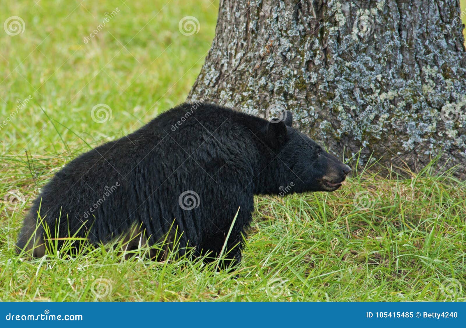 348 Bear Base Tree Stock Photos - Free & Royalty-Free Stock Photos from ...