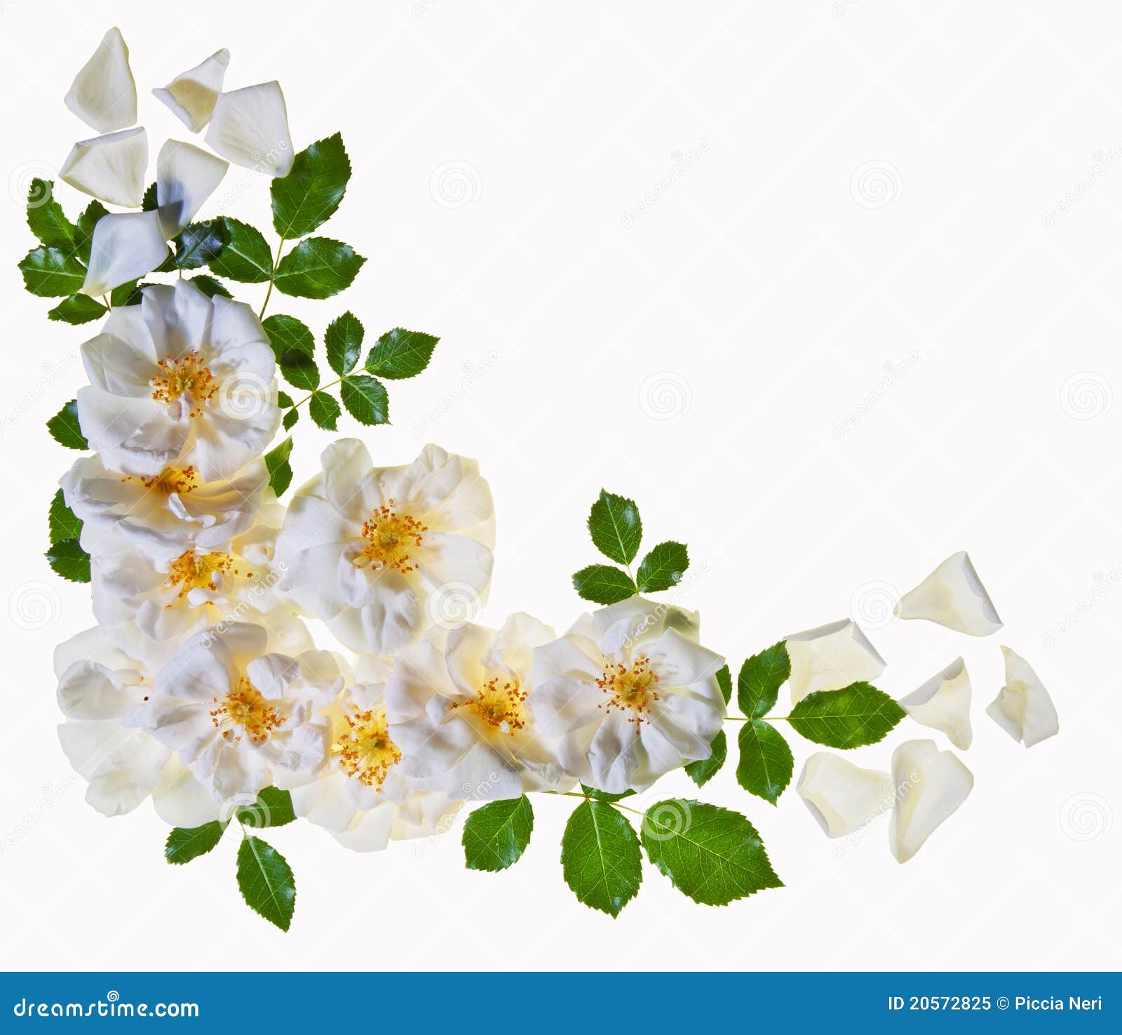 Cadre Blanc De Roses, D'isolement Image stock - Image du rosée, trame ...