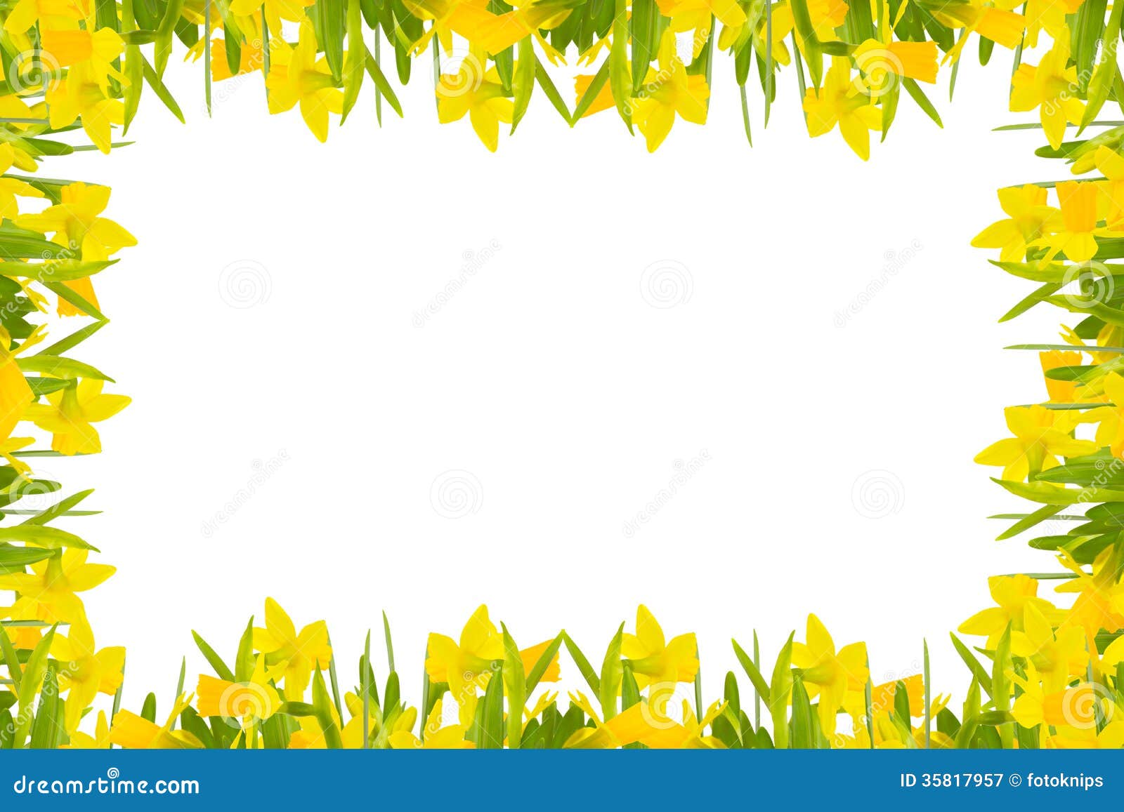 Cadre de jonquilles illustration stock. Illustration du heureux - 35817957