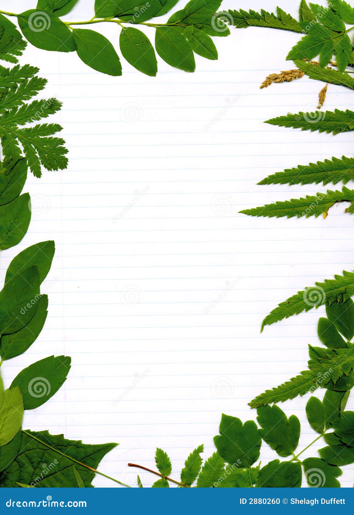 Cadre normal feuillu vert illustration stock. Illustration du vert ...