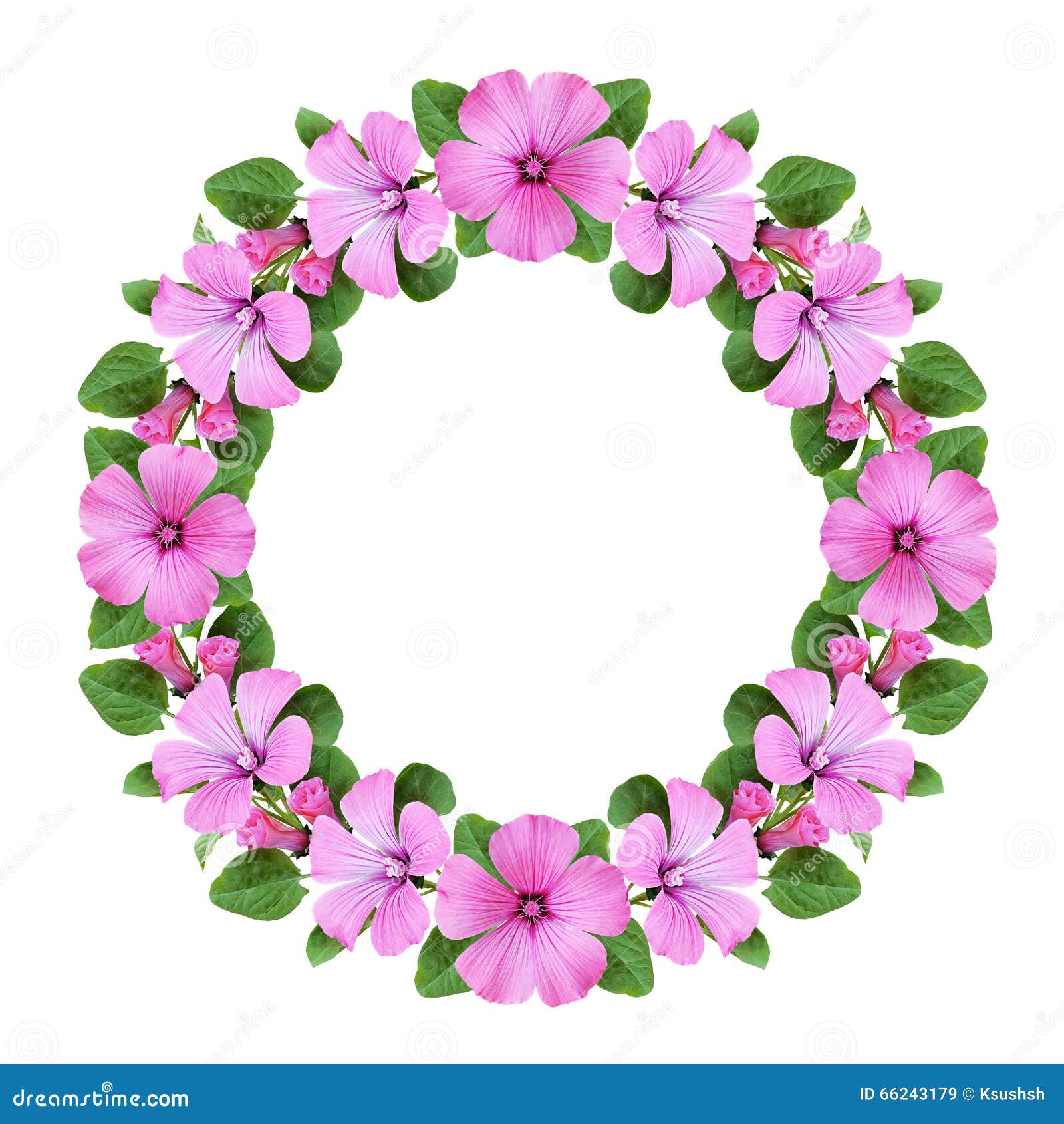 Cadre Rond Avec Des Fleurs De Liseron Photo stock - Image: 66243179