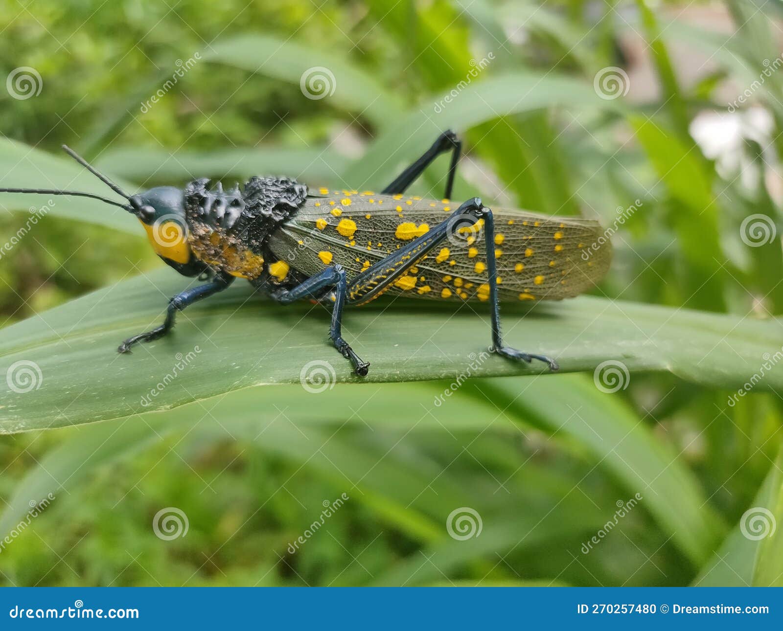 Caelifera Insect Grasshopper on the Leaf Stock Photo - Image of insect ...