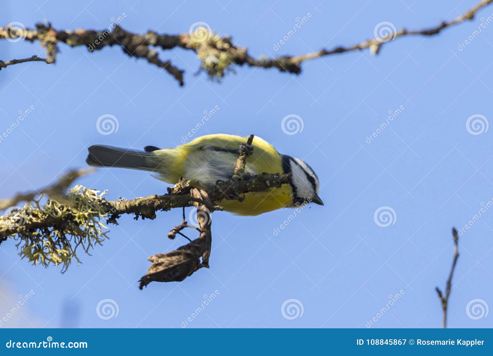 Caeruleus Parus Bluetit стоковое изображение. изображение насчитывающей ...