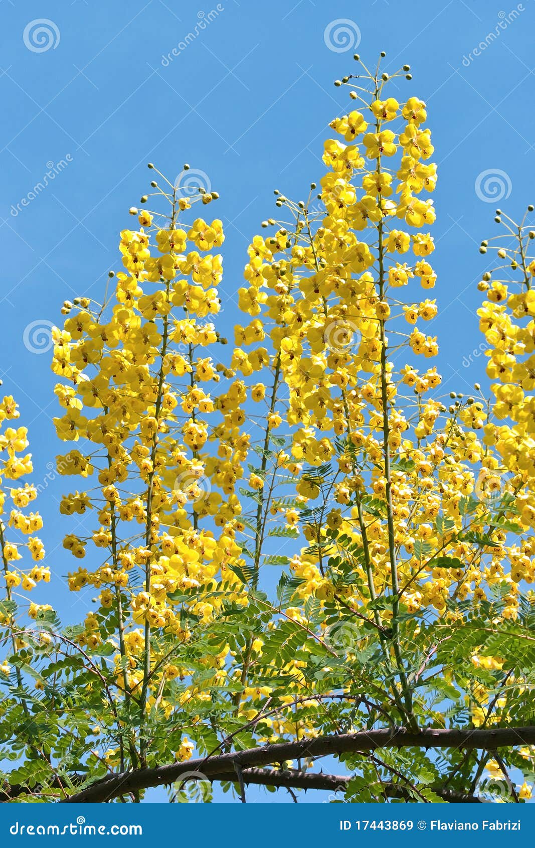 Caesalpinia decapetala stock image. Image of shrub, fabaceae - 17443869