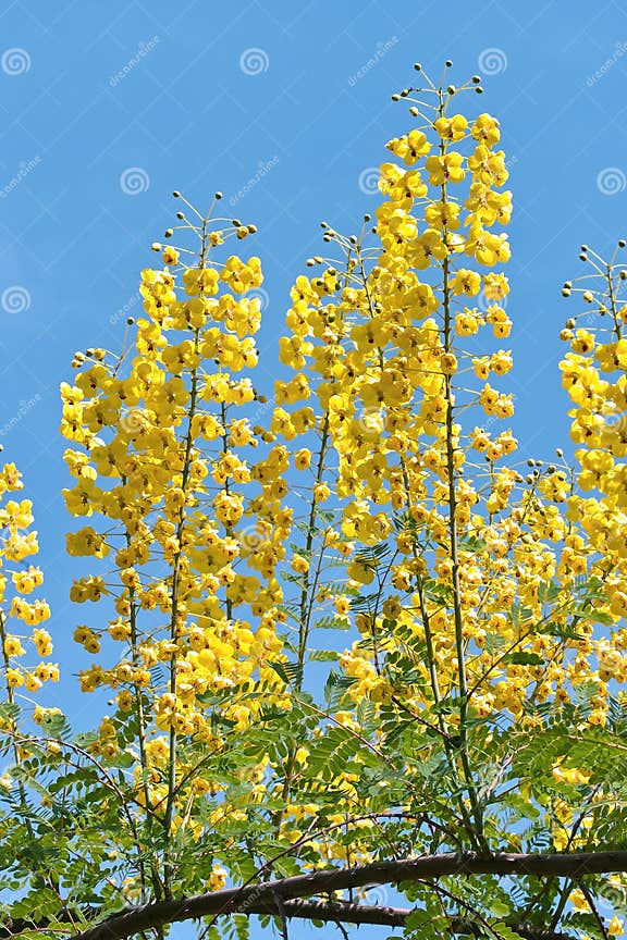 Caesalpinia decapetala stock image. Image of shrub, fabaceae - 17443869