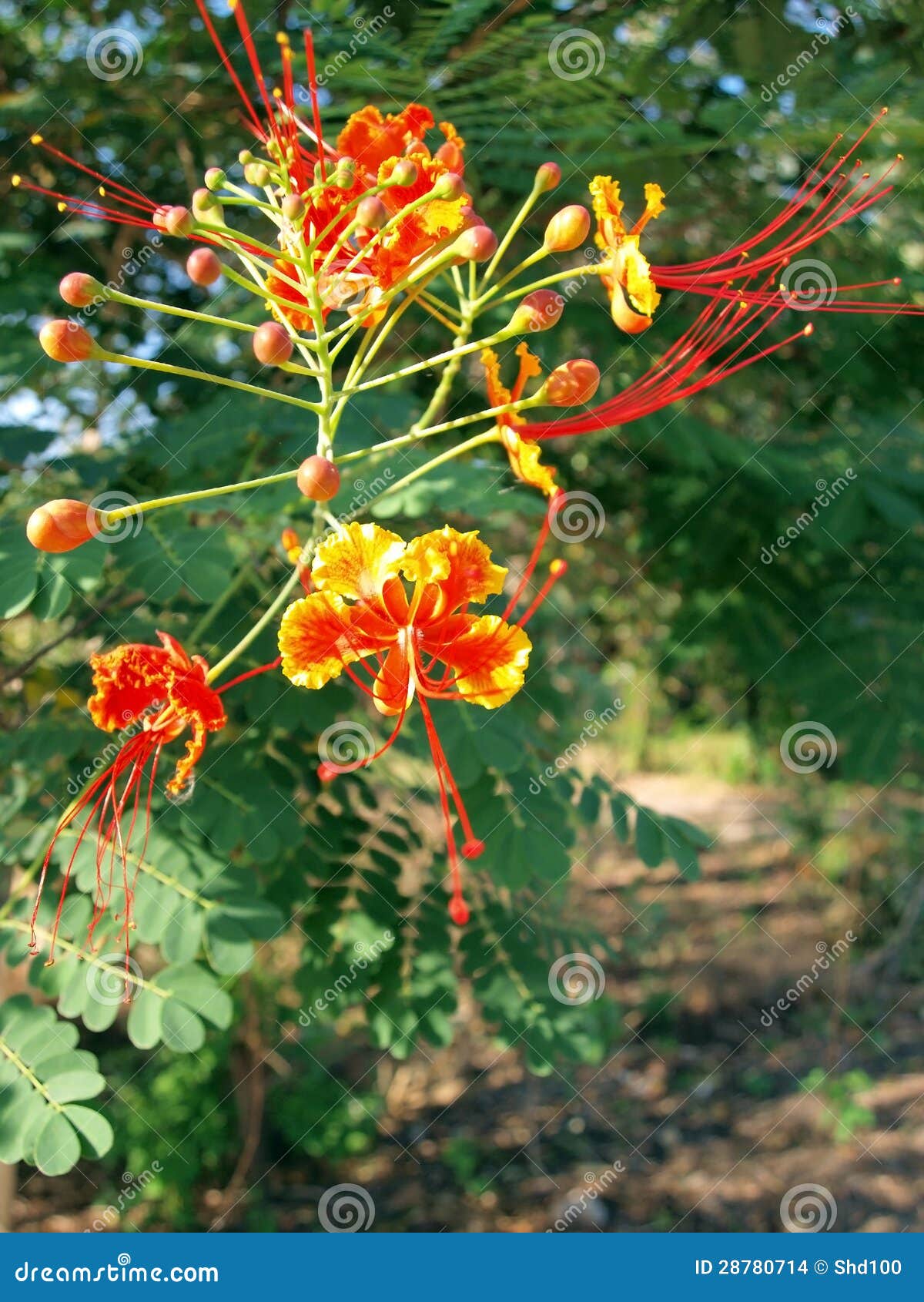 Caesalpinia Pulcherrima 2 stock photo. Image of rural - 28780714