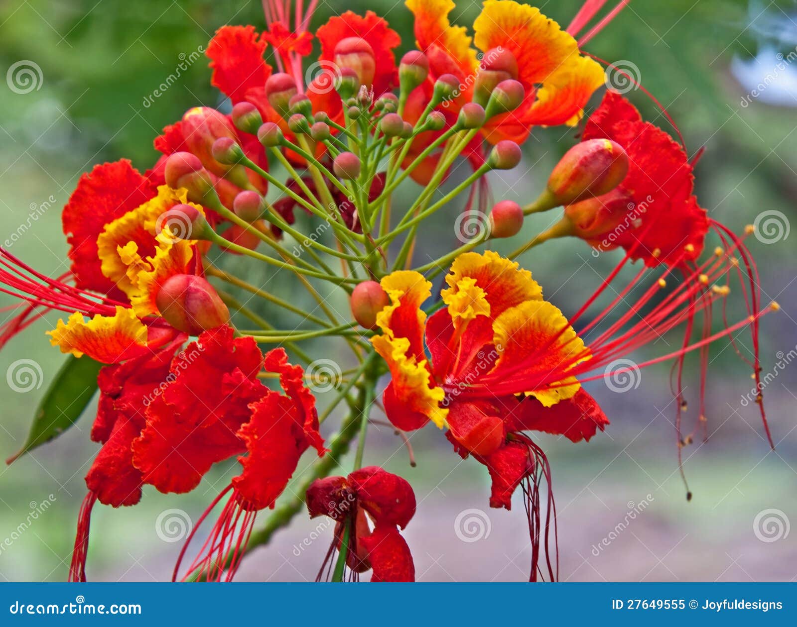 Caesalpinia Tropical De Fleur Rouge Et Jaune Image stock - Image du ...