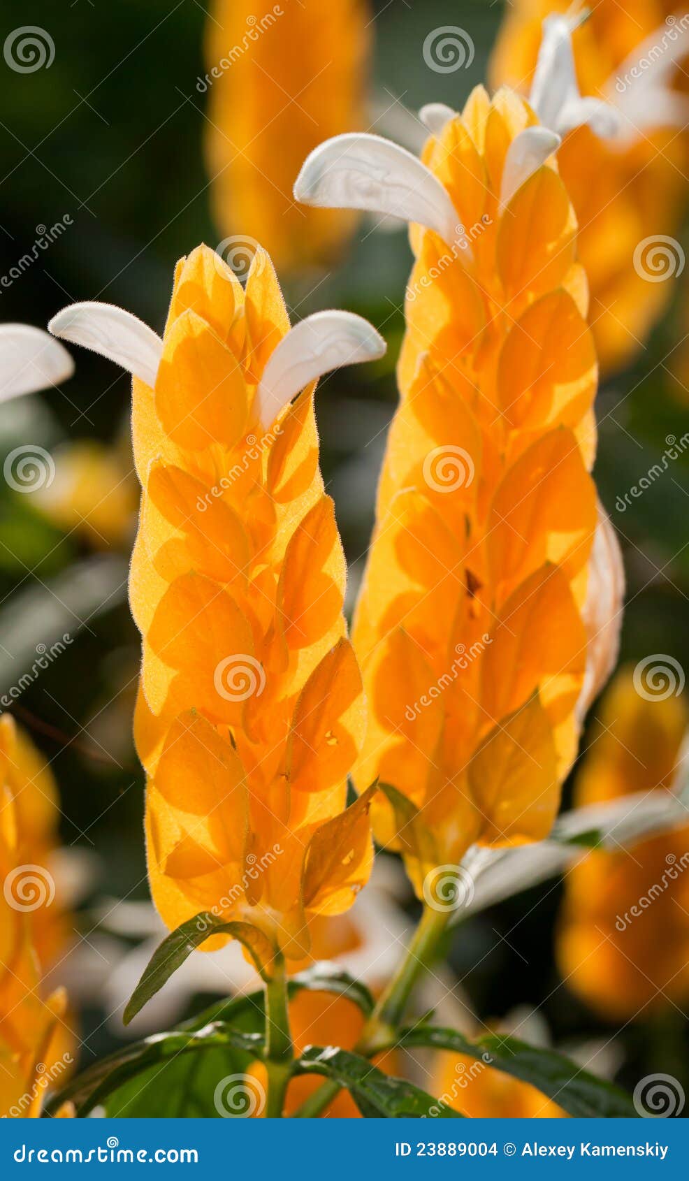 Caesalpiniodae (Leguminosae) Candle Bush Stock Photo - Image of garden ...