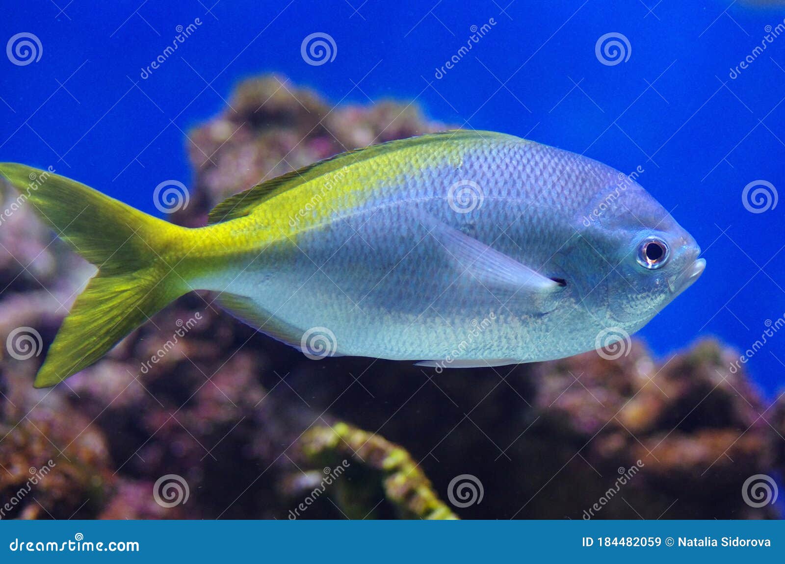Caesio Teres Fish Under Water. Cesium Yellow-back Fusilier Royalty-Free ...