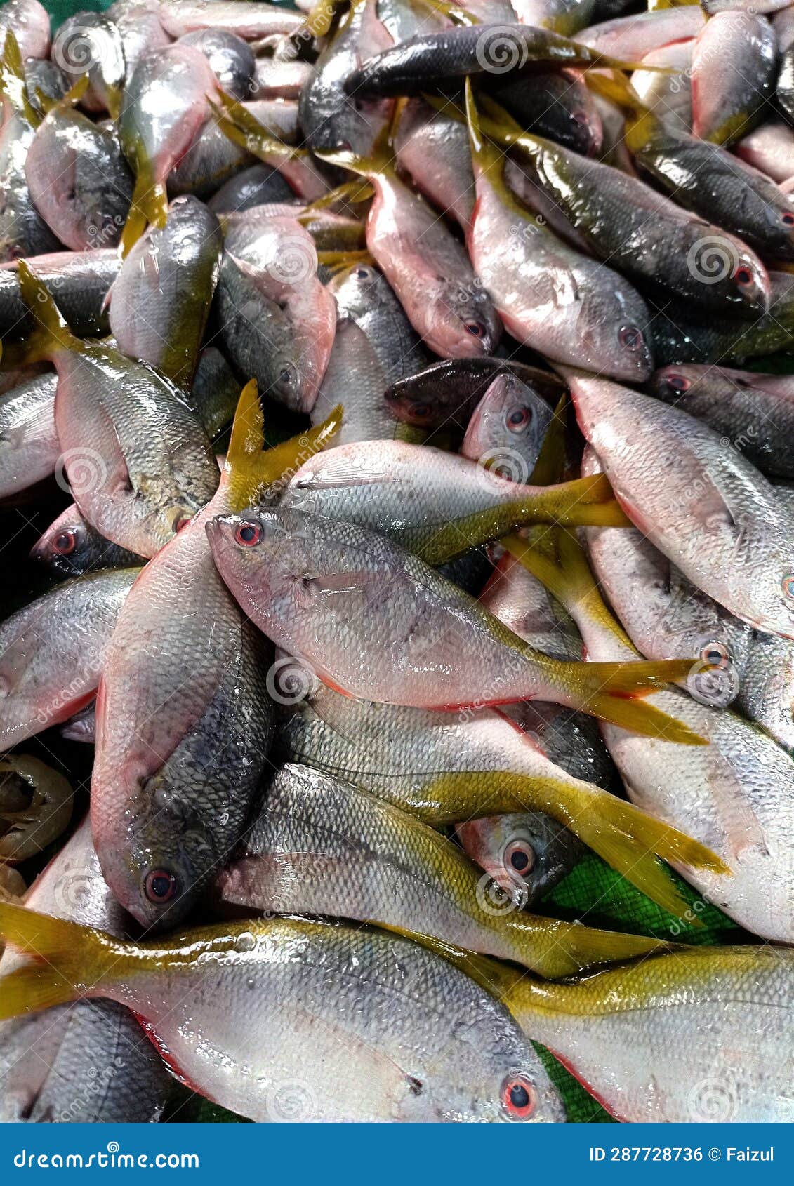 Fresh Yellowtail Snapper Or Ocyurus Chrysurus In The Sink Royalty-Free ... Fresh Yellowtail Snapper Or Ocyurus Chrysurus In The Sink Royalty-Free ...