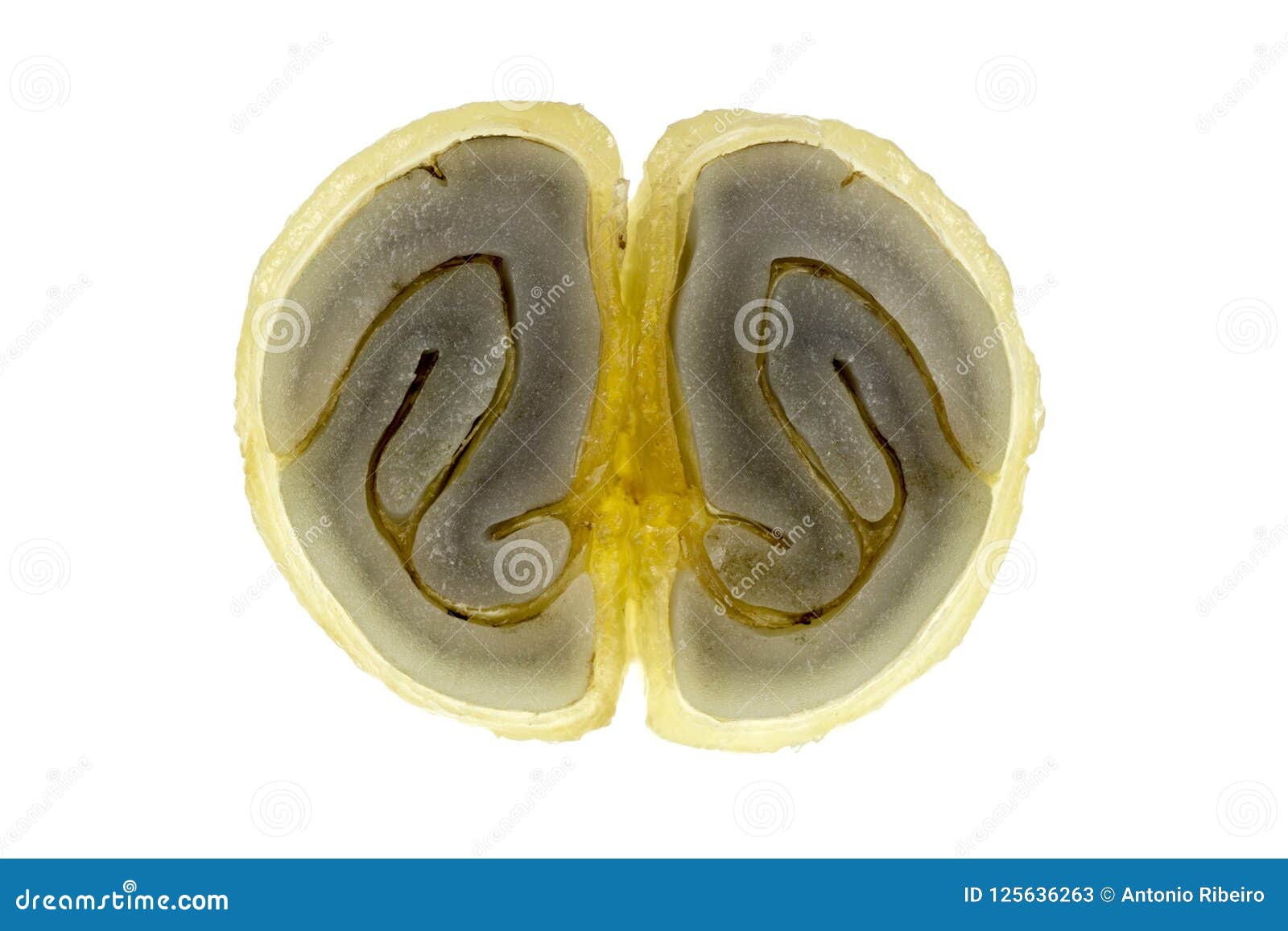 Café Bean Cross-Section imagen de archivo. Imagen de café - 125636263