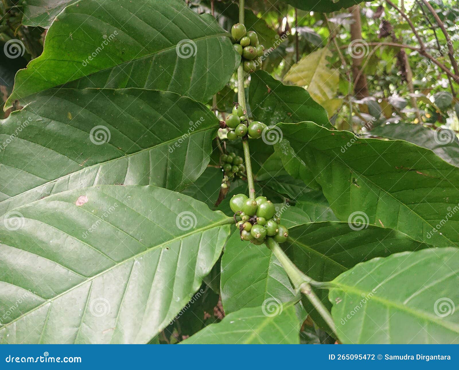 Cafeeiro Robusta Com Frutos Verdes Foto de Stock - Imagem de verde ...