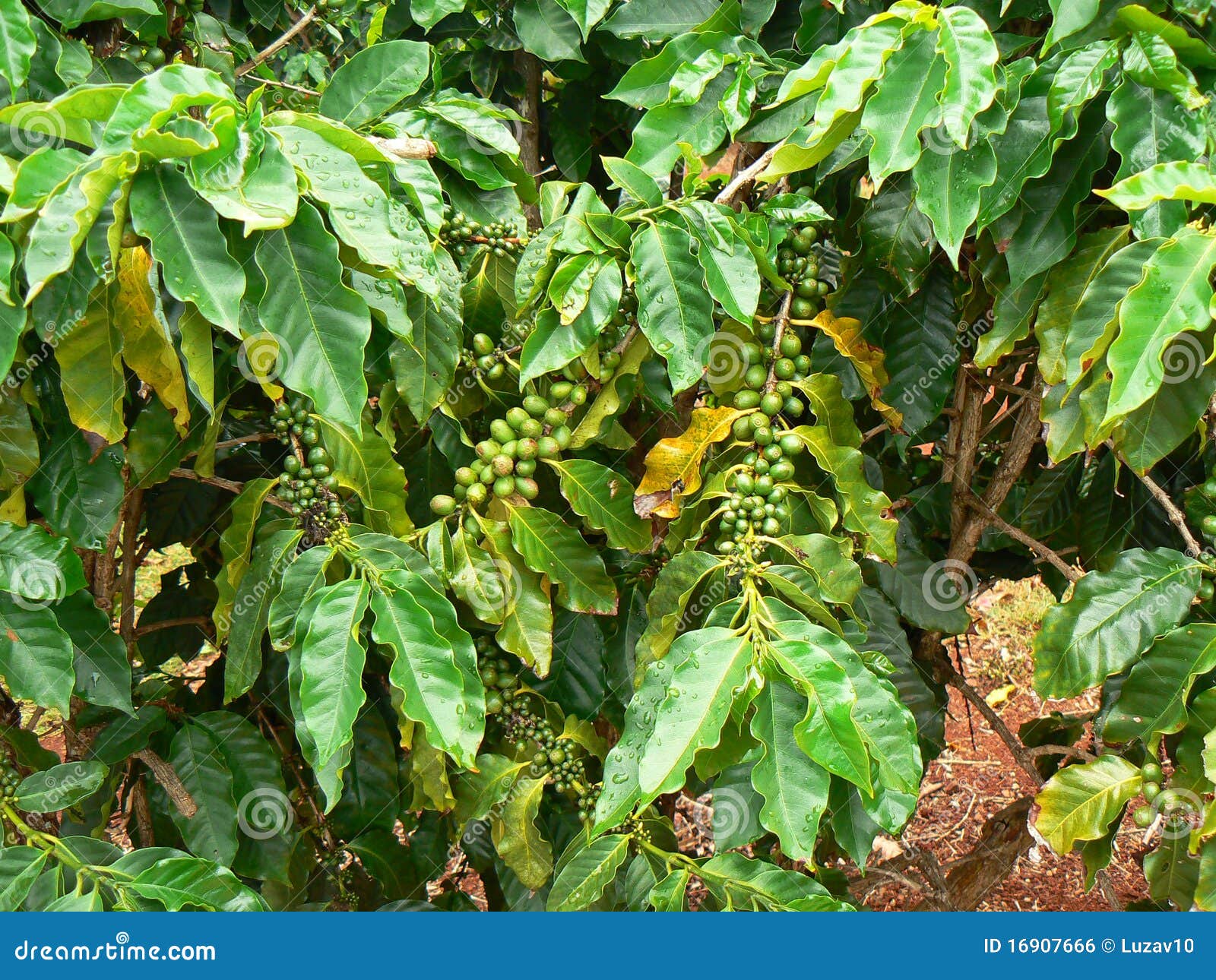 Cafeto foto de archivo. Imagen de hawai, campo, isla - 16907666