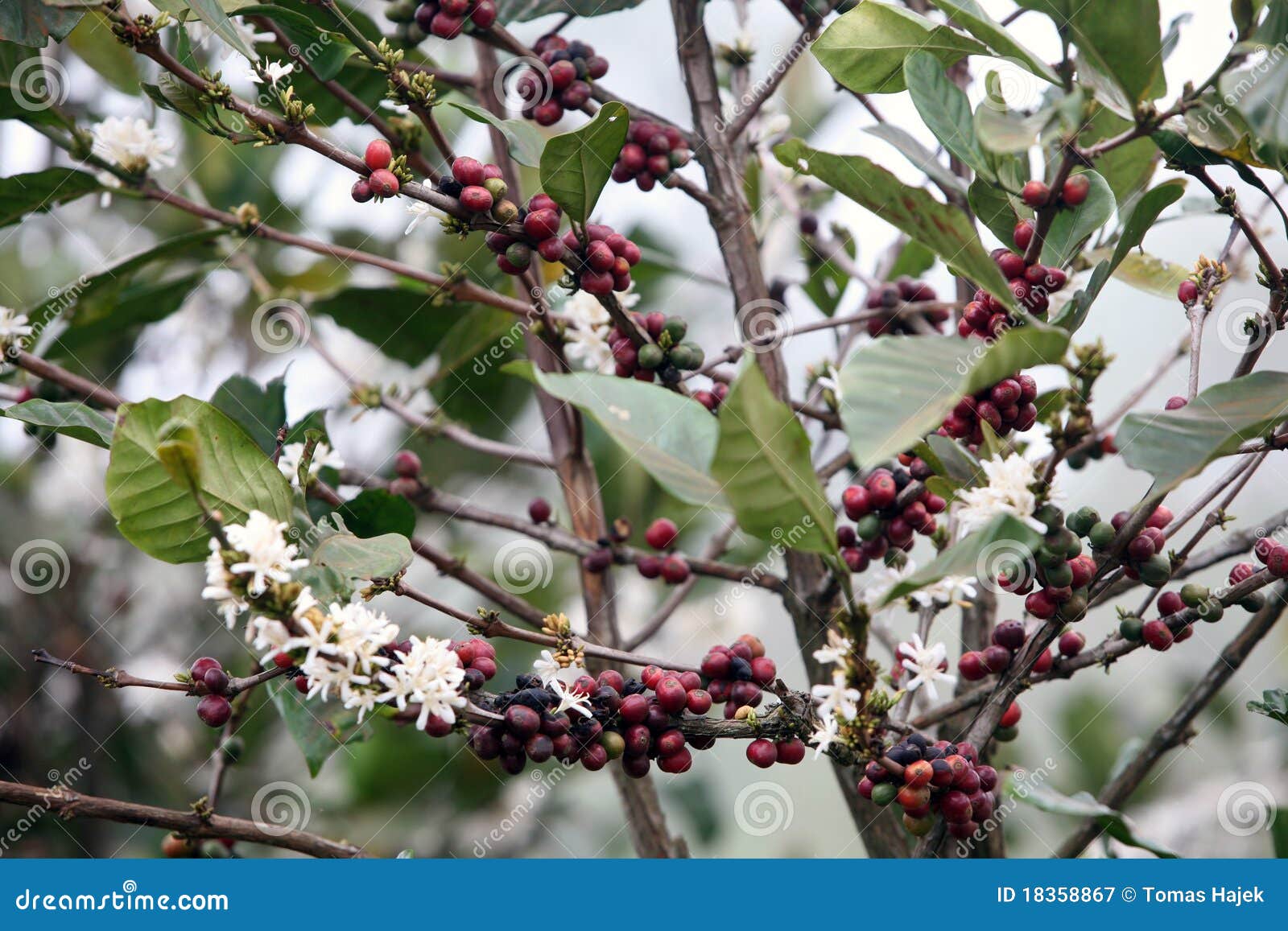 Cafeto imagen de archivo. Imagen de blanco, café, hoja - 18358867
