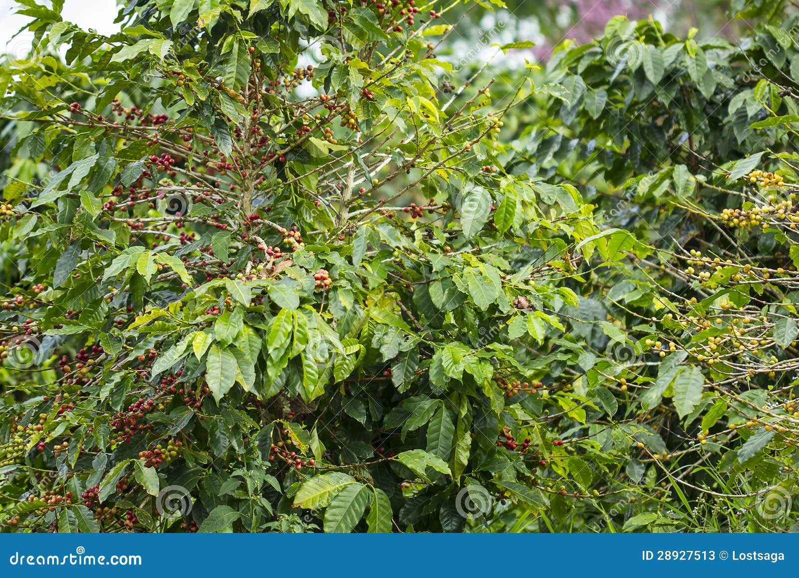 Cafeto imagen de archivo. Imagen de nadie, haba, fresco - 28927513