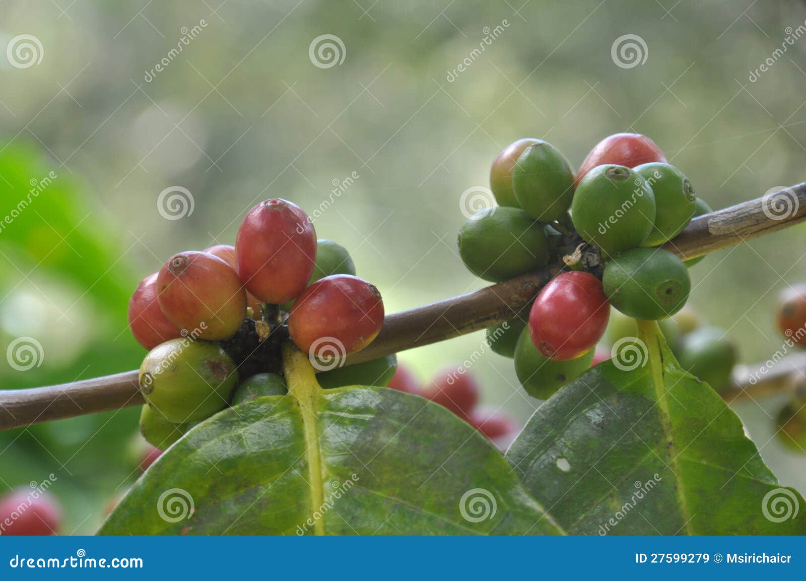 Cafetos. imagen de archivo. Imagen de estilo, exterior - 27599279