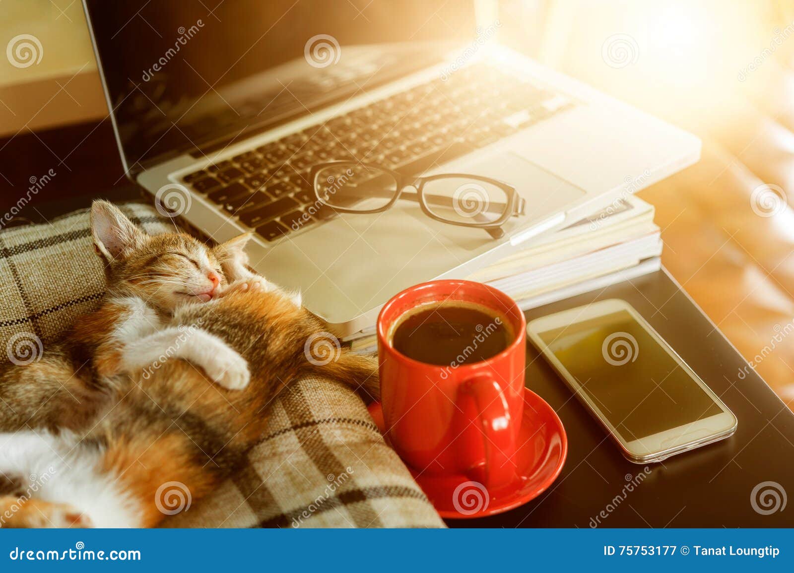 Caffè Del Gatto Di Sonno Due Con Il Computer Portatile E La Compressa ...