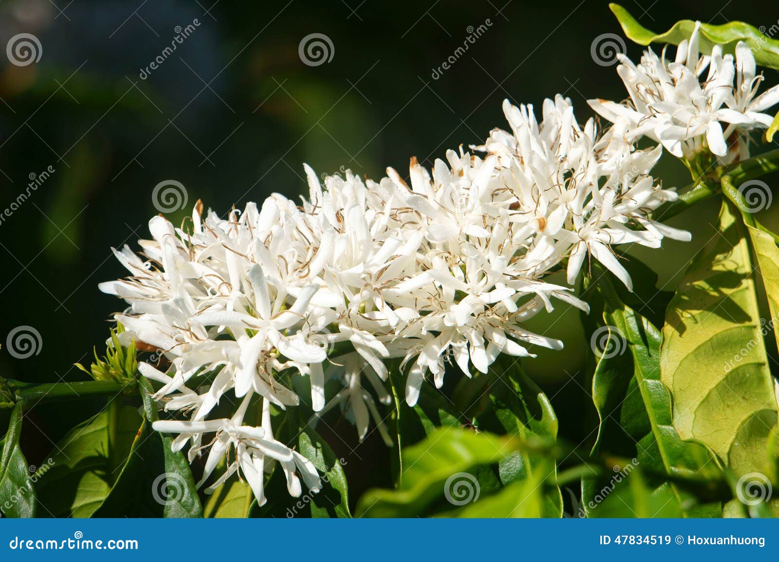 Caféier, Fleur De Café Photo stock - Image: 47834519