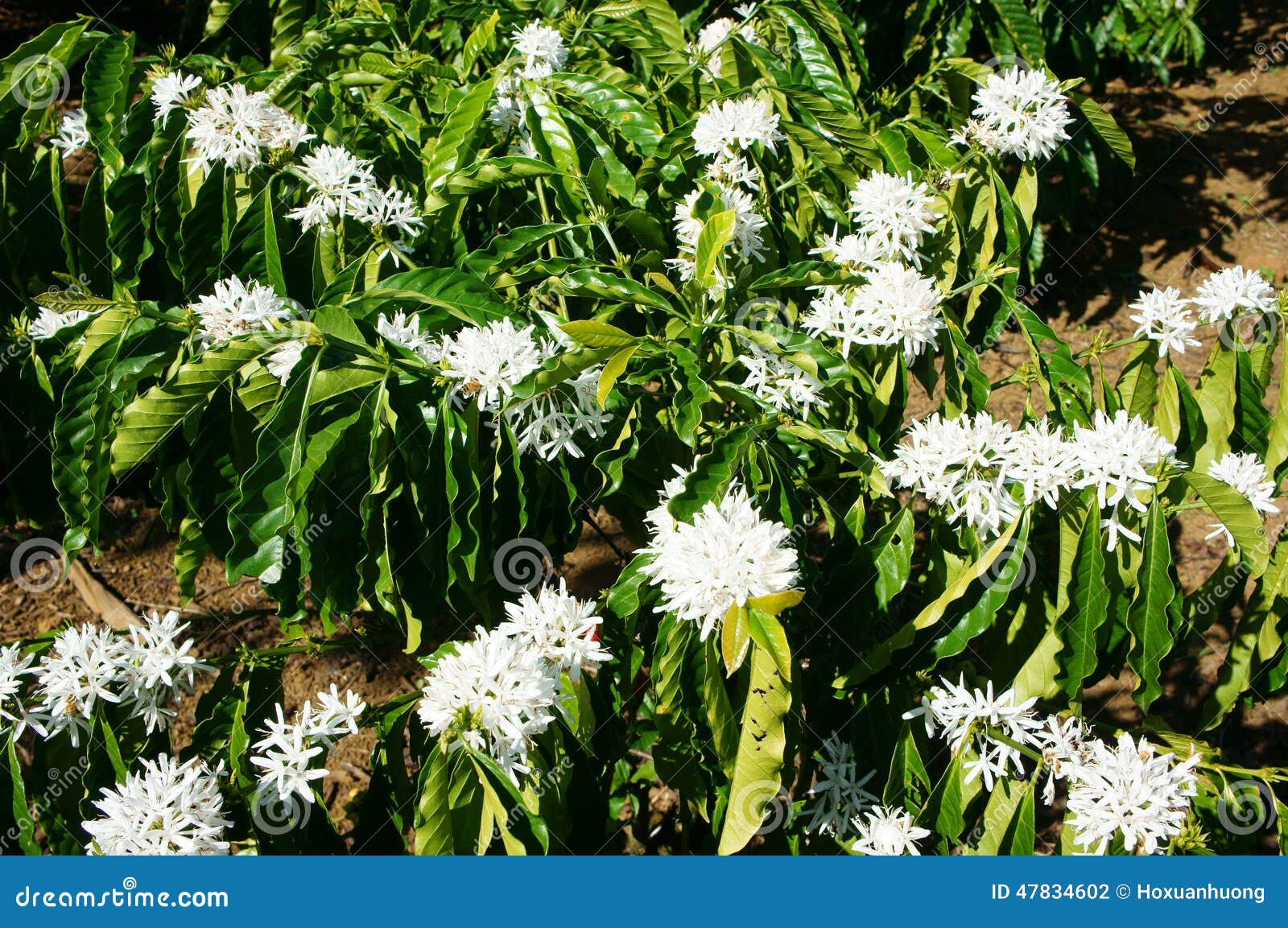 Caféier, Fleur De Café Photo stock - Image: 47834602