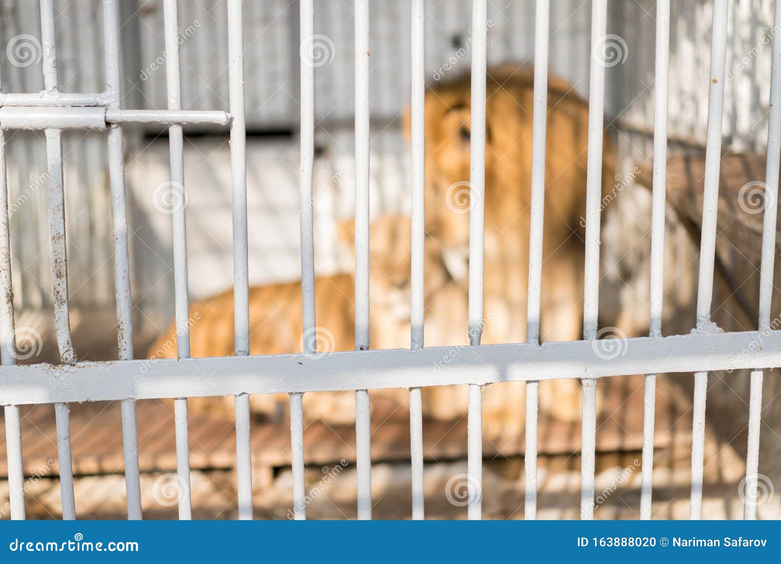 Cage with an animal inside stock photo. Image of fence - 163888020