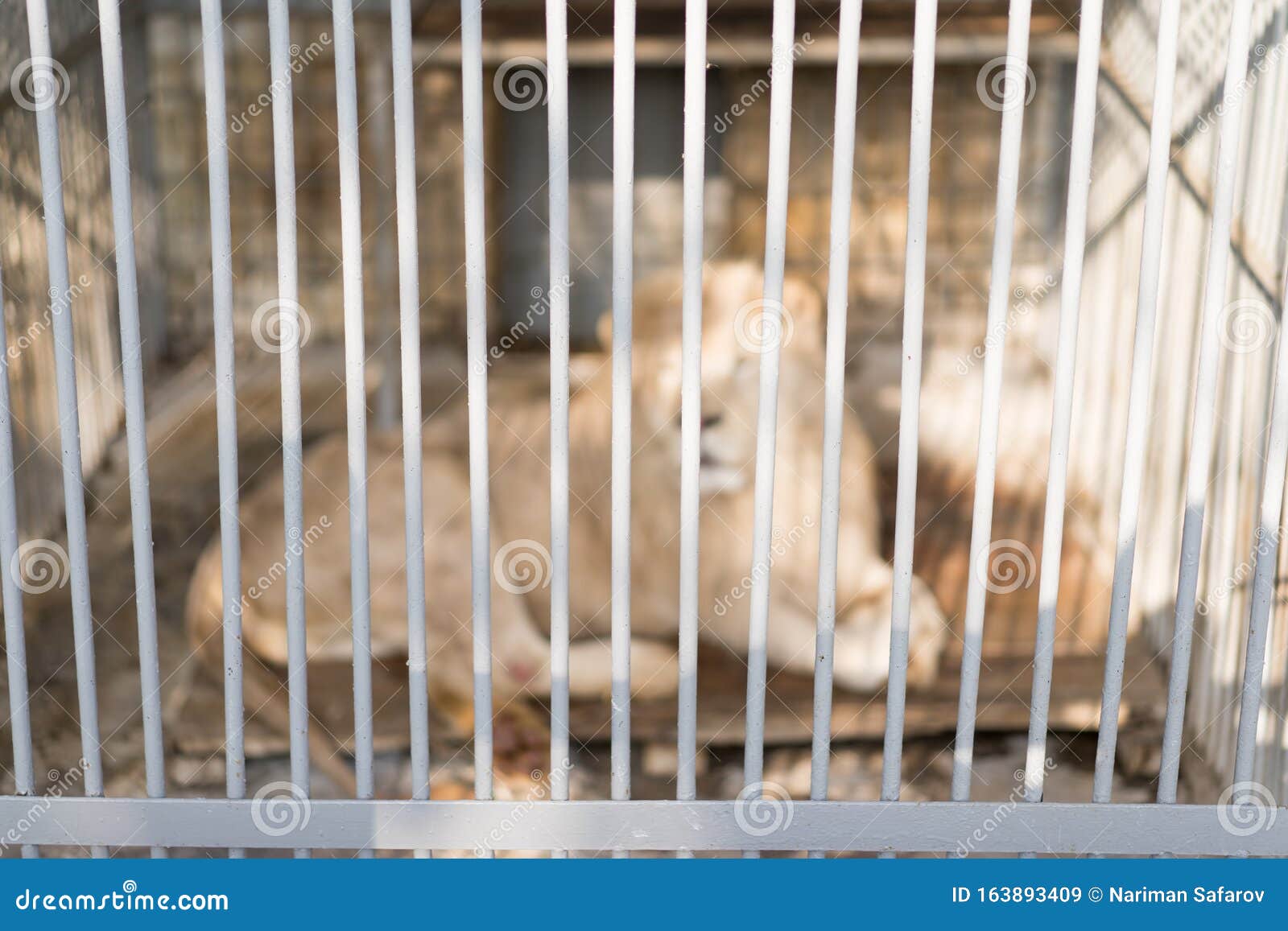 Cage with an animal inside stock image. Image of cartoon - 163893409