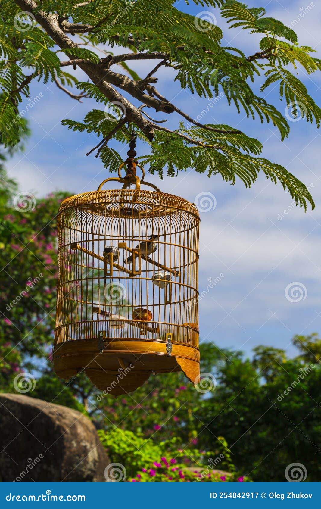 Cage with birds stock image. Image of asia, cage, rainforest - 254042917