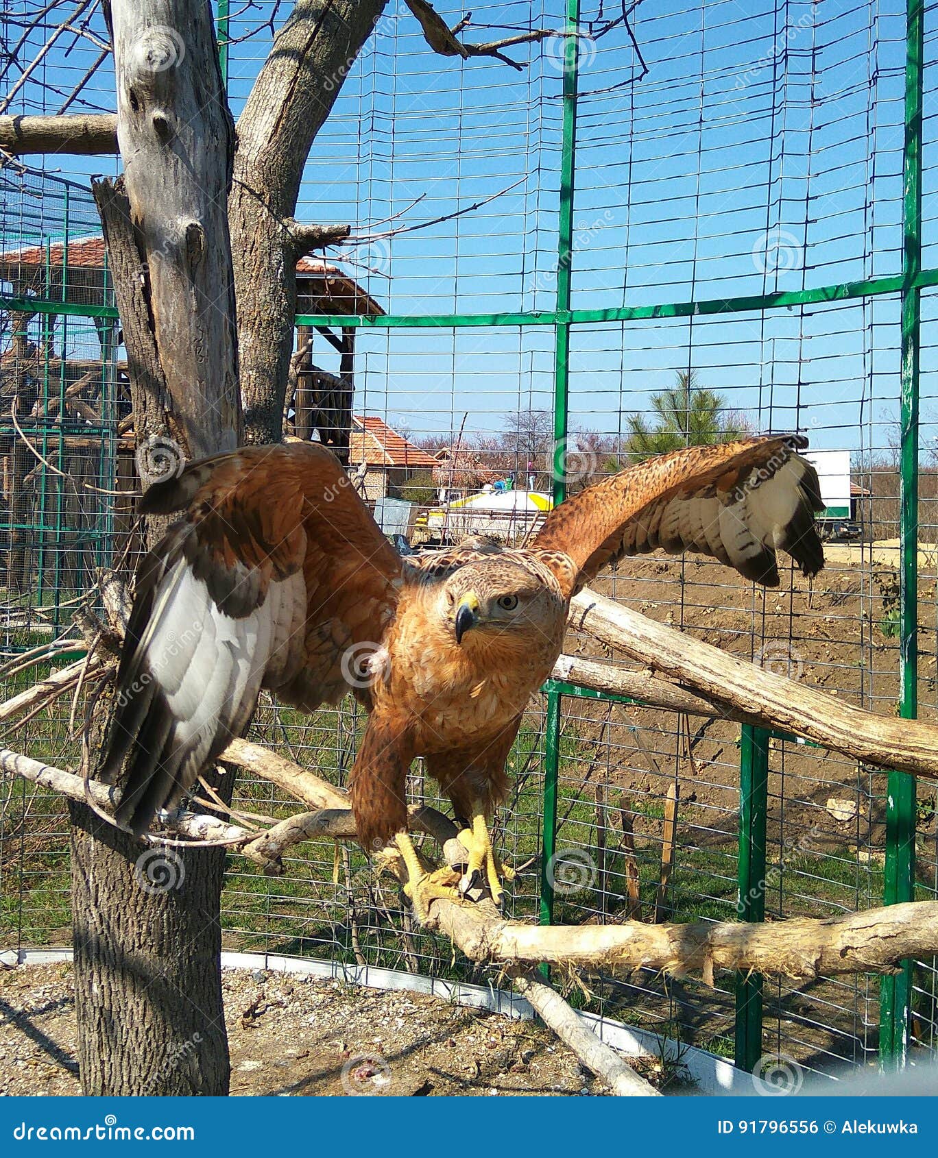 In a Cage on a Branch of an Eagle Stock Photo - Image of eagle, sitting ...
