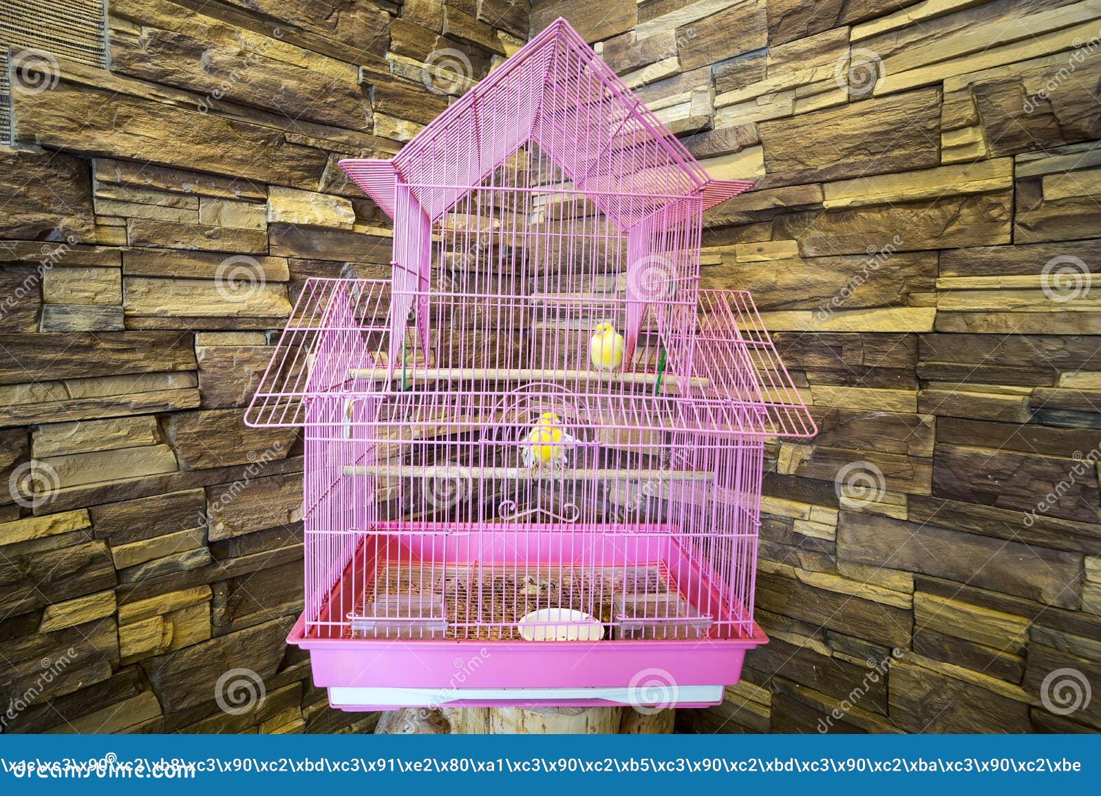 Cage of Canaries. stock photo. Image of background, songbird - 51057084