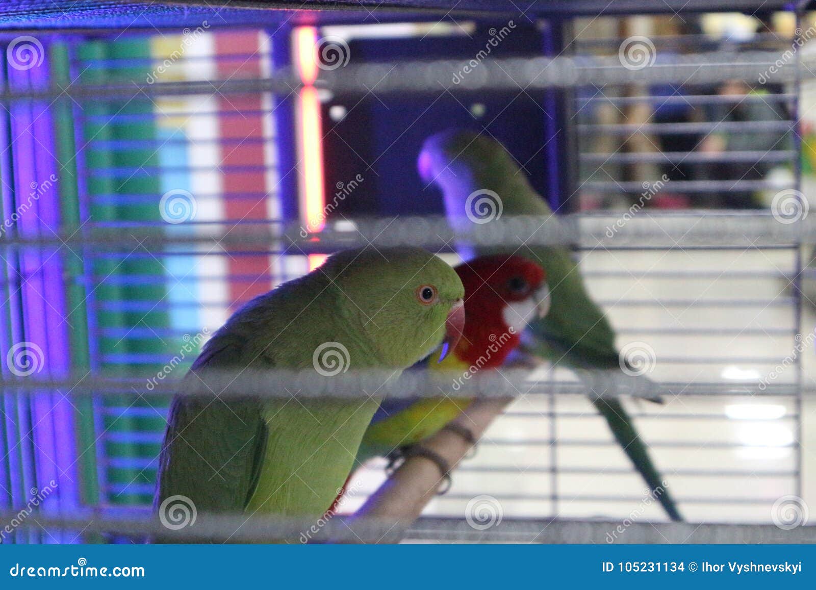 A Cage with Colorful Parrots that Sit on a Perch Stock Photo - Image of ...